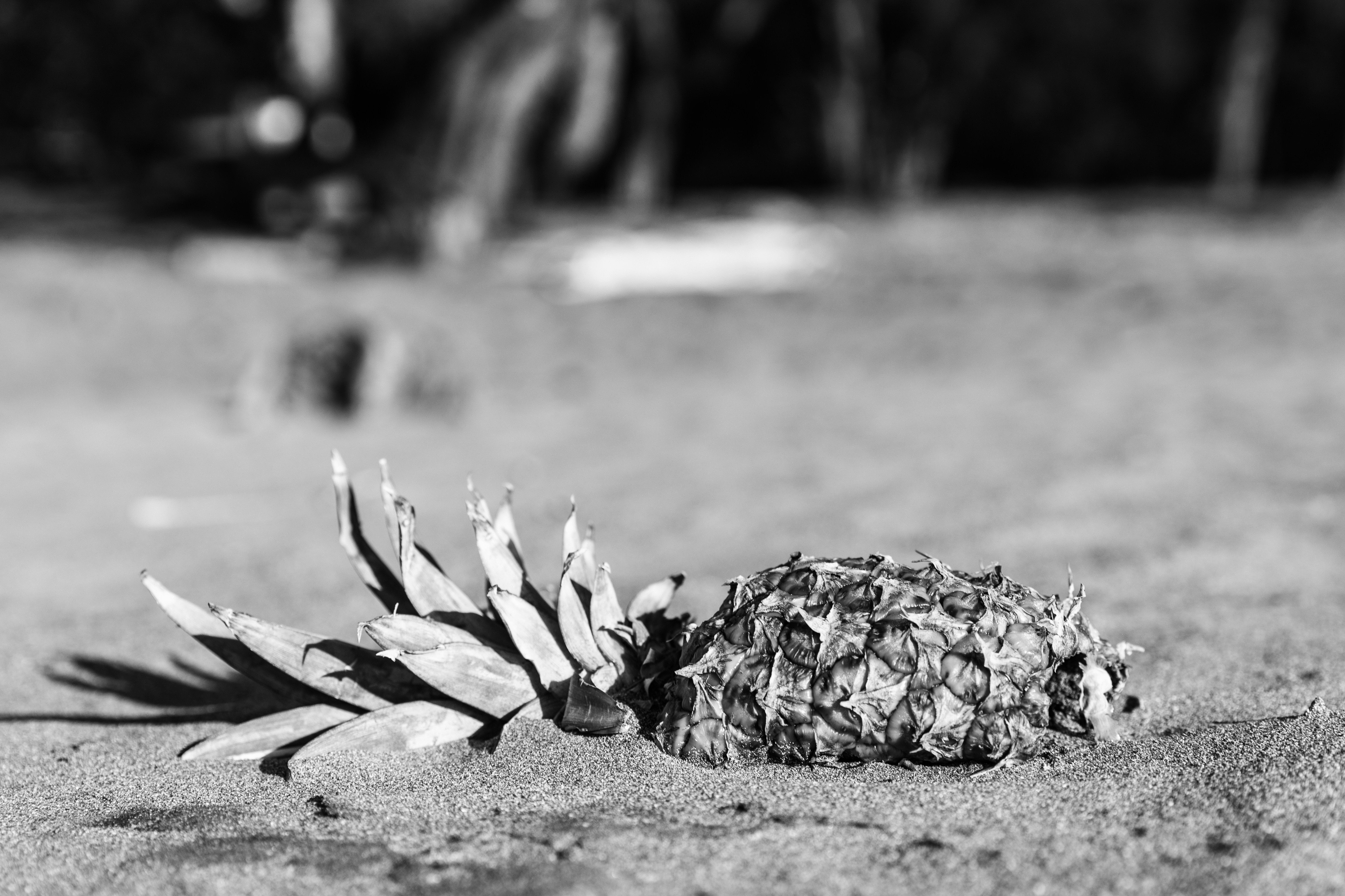 Lonely Pinecone on Sand: A Quiet, Textured Moment