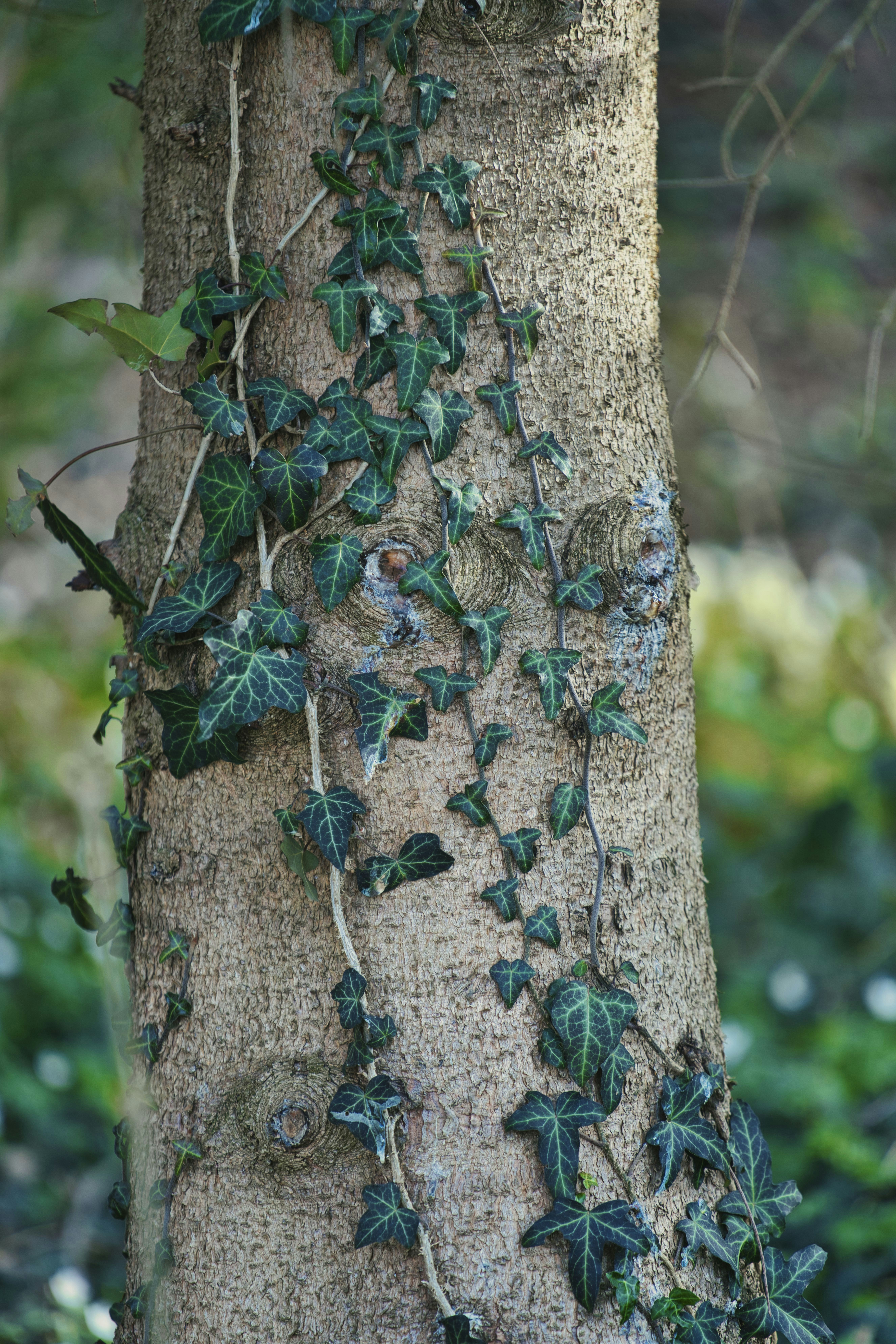 Ivy vines entwined around a textured tree trunk, showcasing the intricate relationship between flora and bark. Soft background highlights the natural setting.