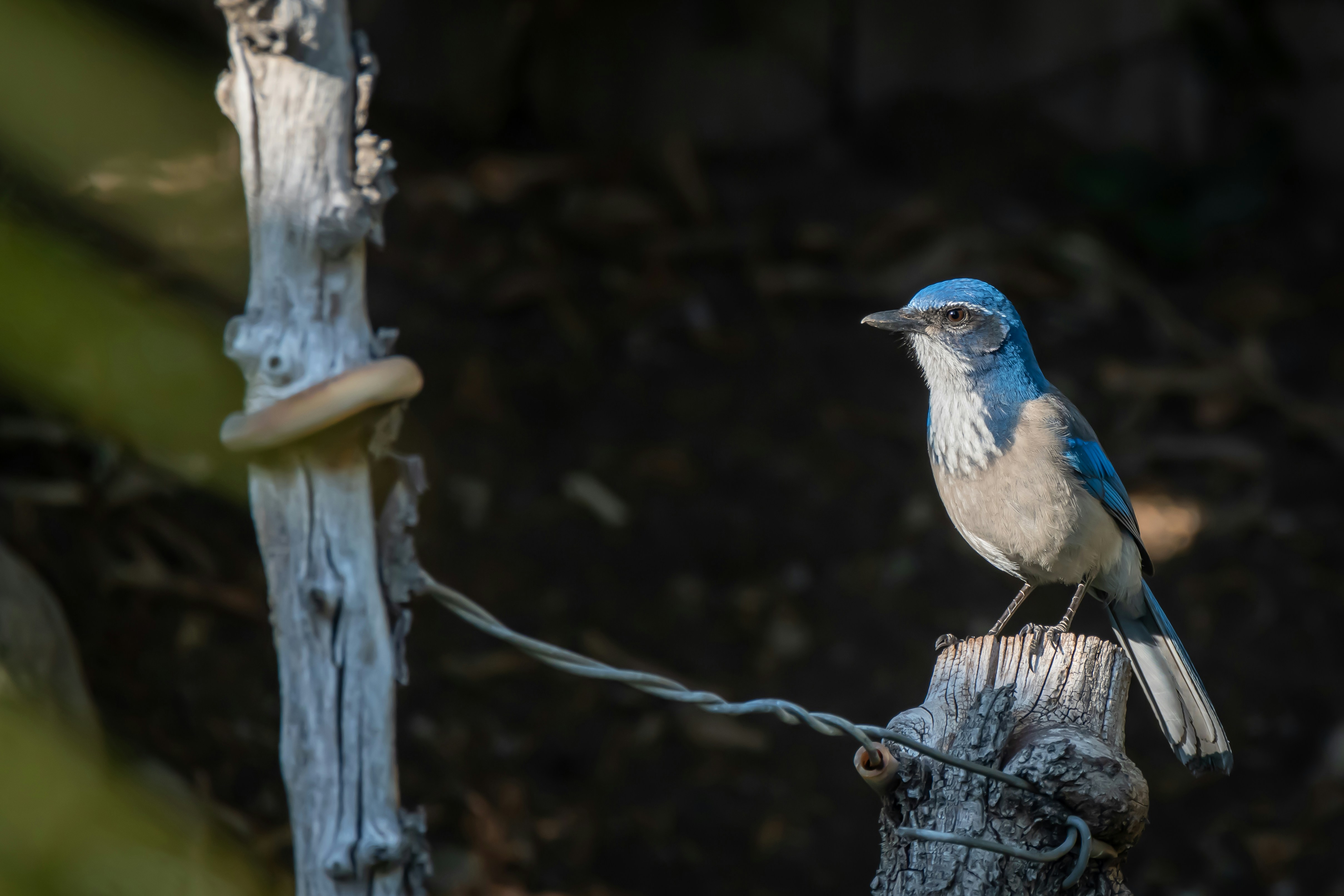 A scrub jay with its characteristic blue feathers sits on top of a wooden post in sunlight.