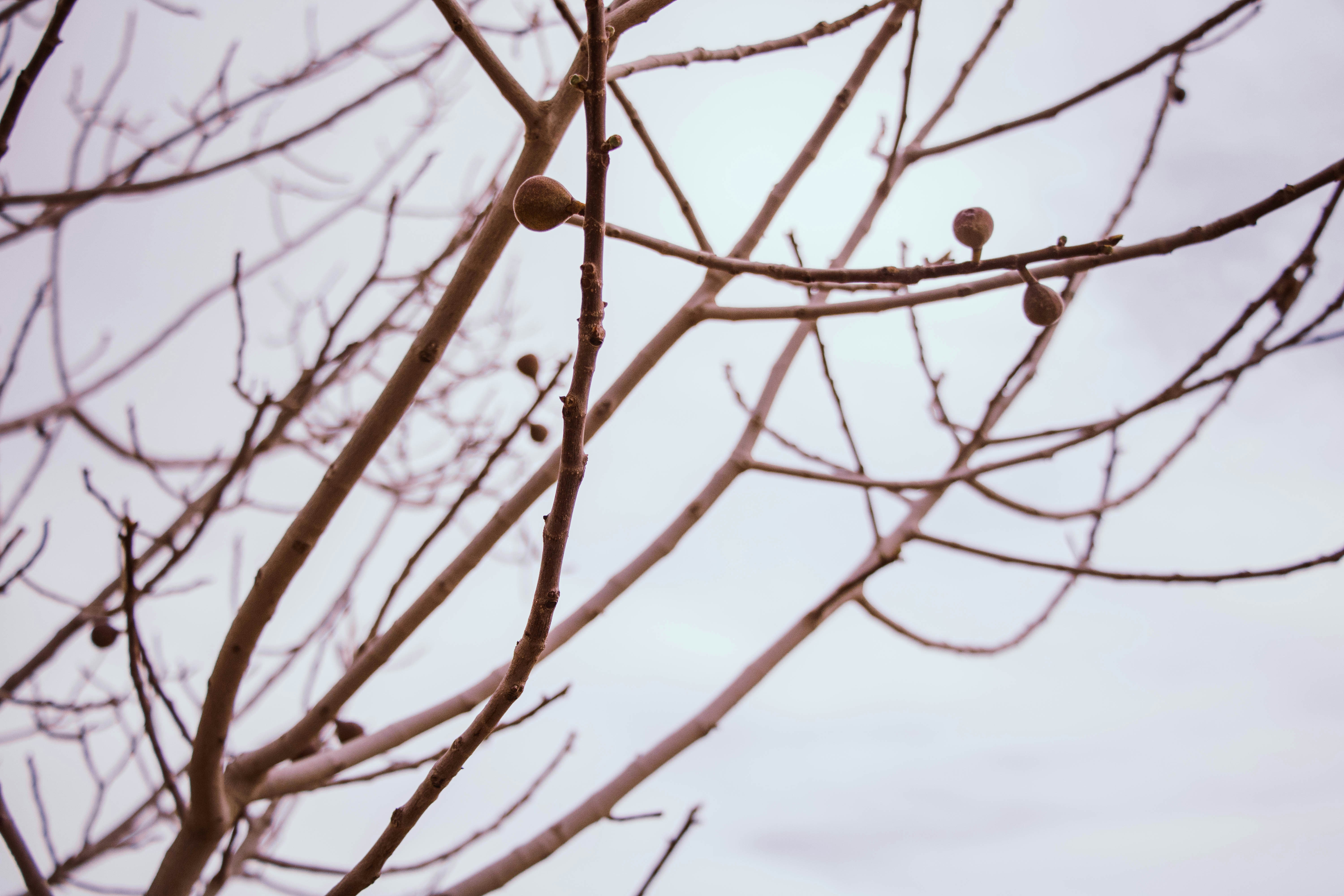 Rama de árbol marrón con frutos redondos marrones foto – Imagen de Yazd ...