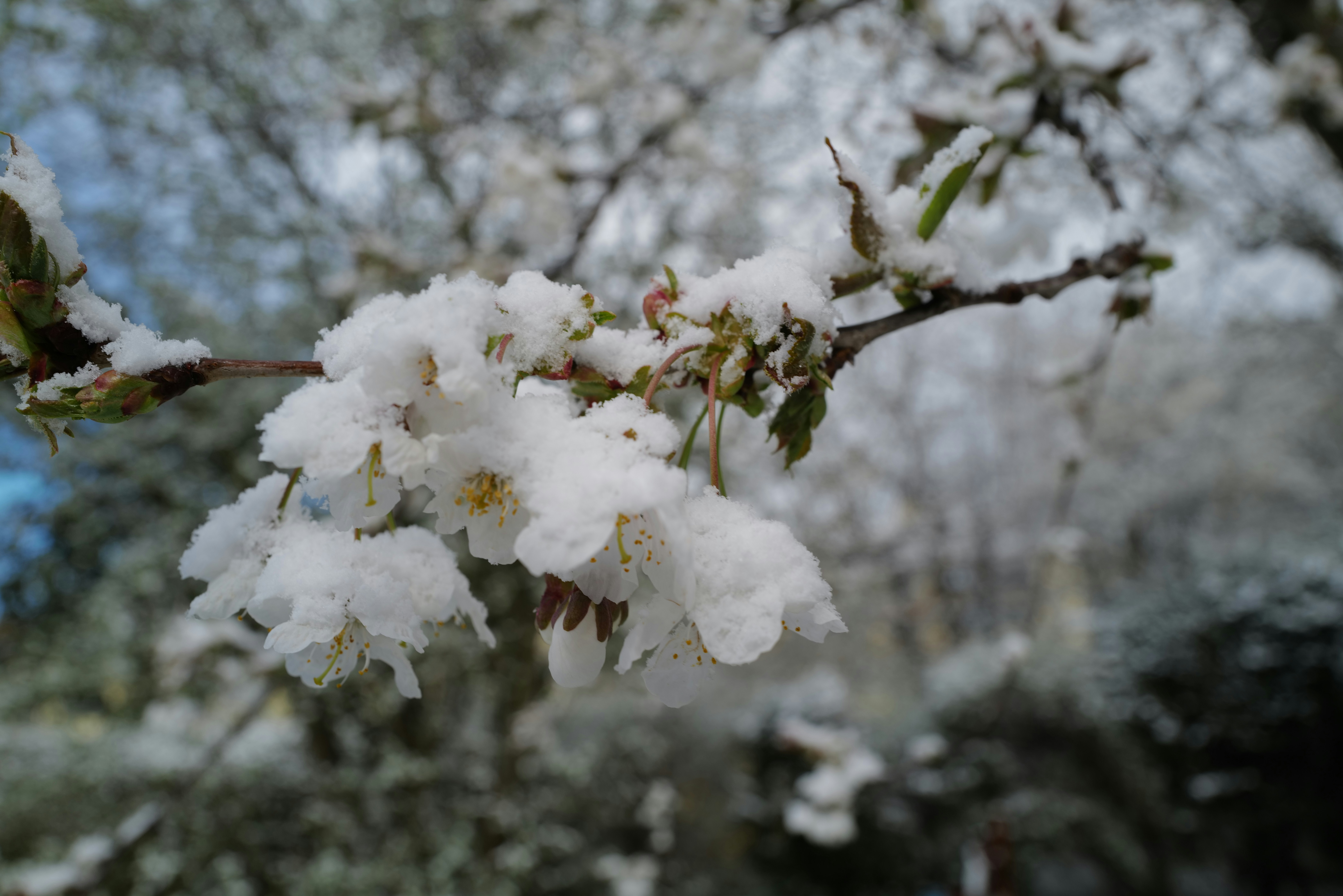 Cherry blossoms with snow