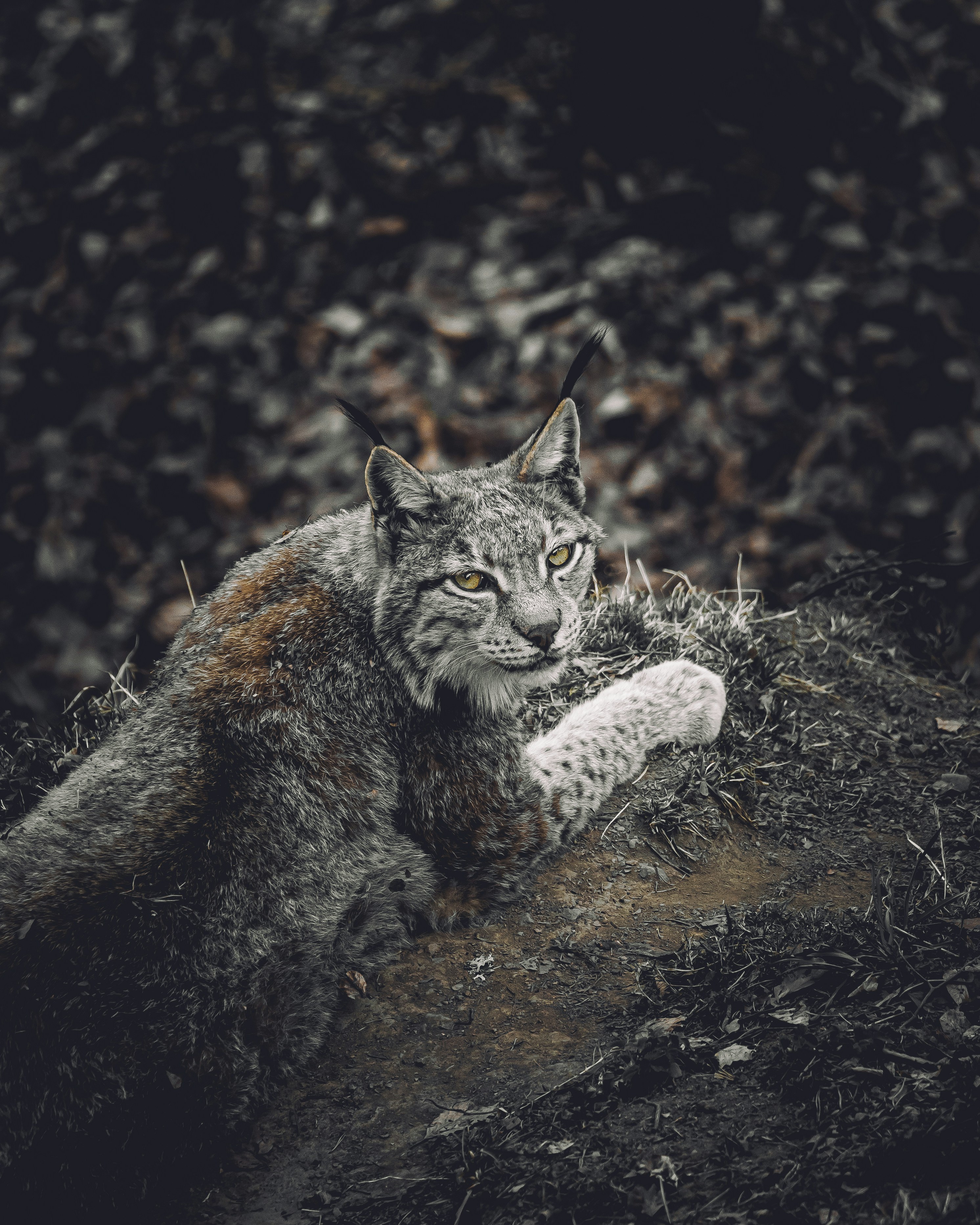 Lince Pictures | Download Free Images on Unsplash