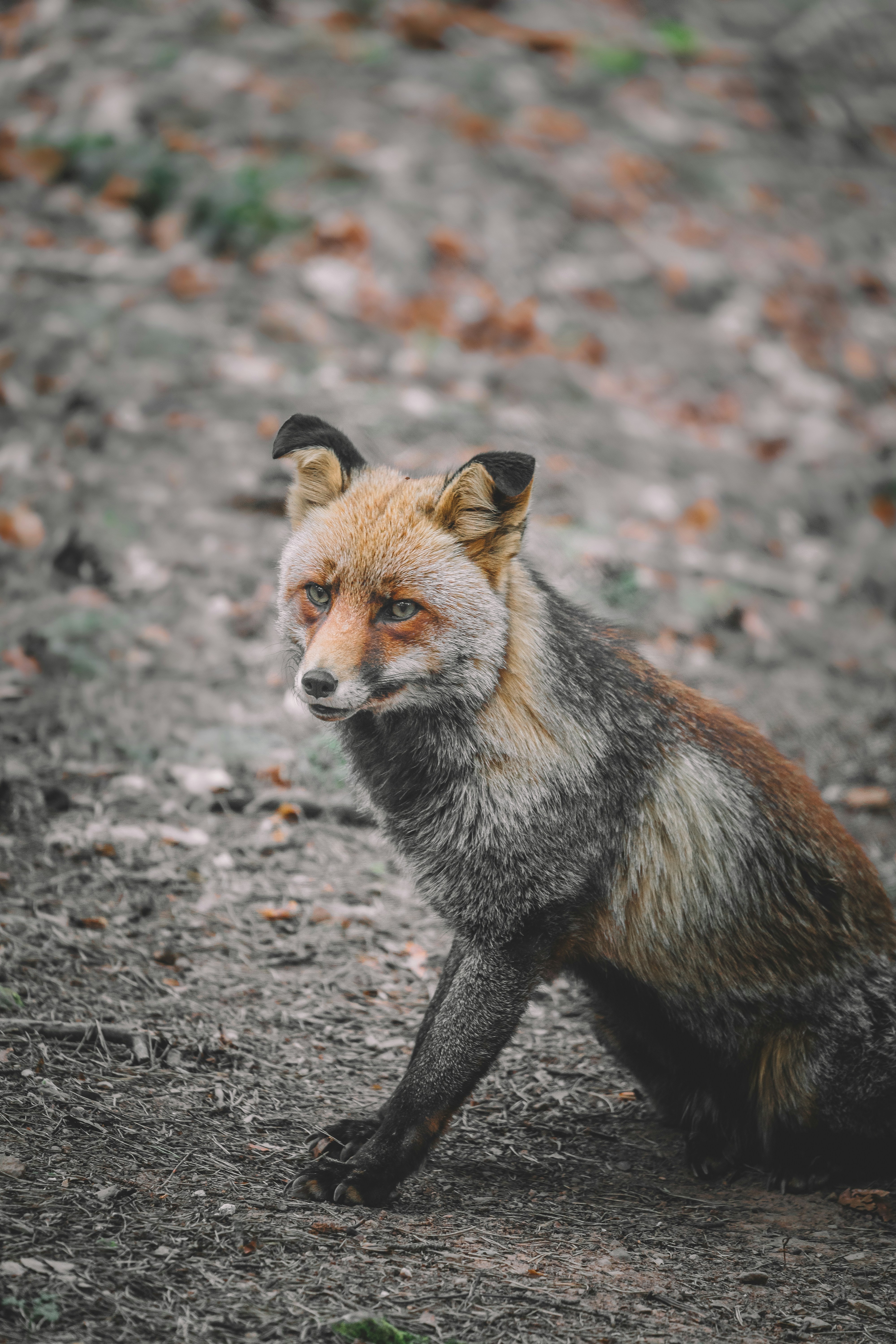 Zorro Pictures | Download Free Images on Unsplash