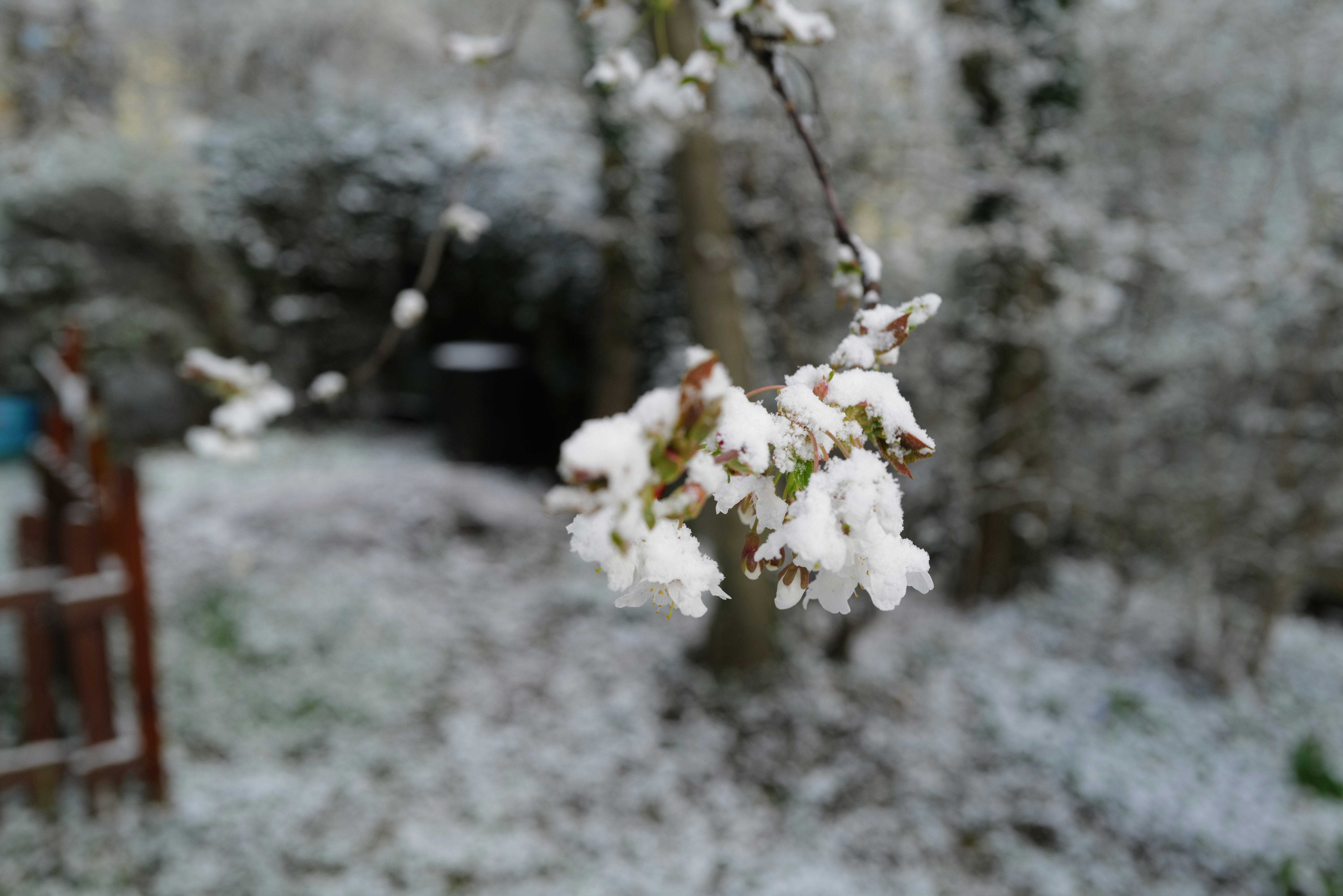 Cherry buds with snow