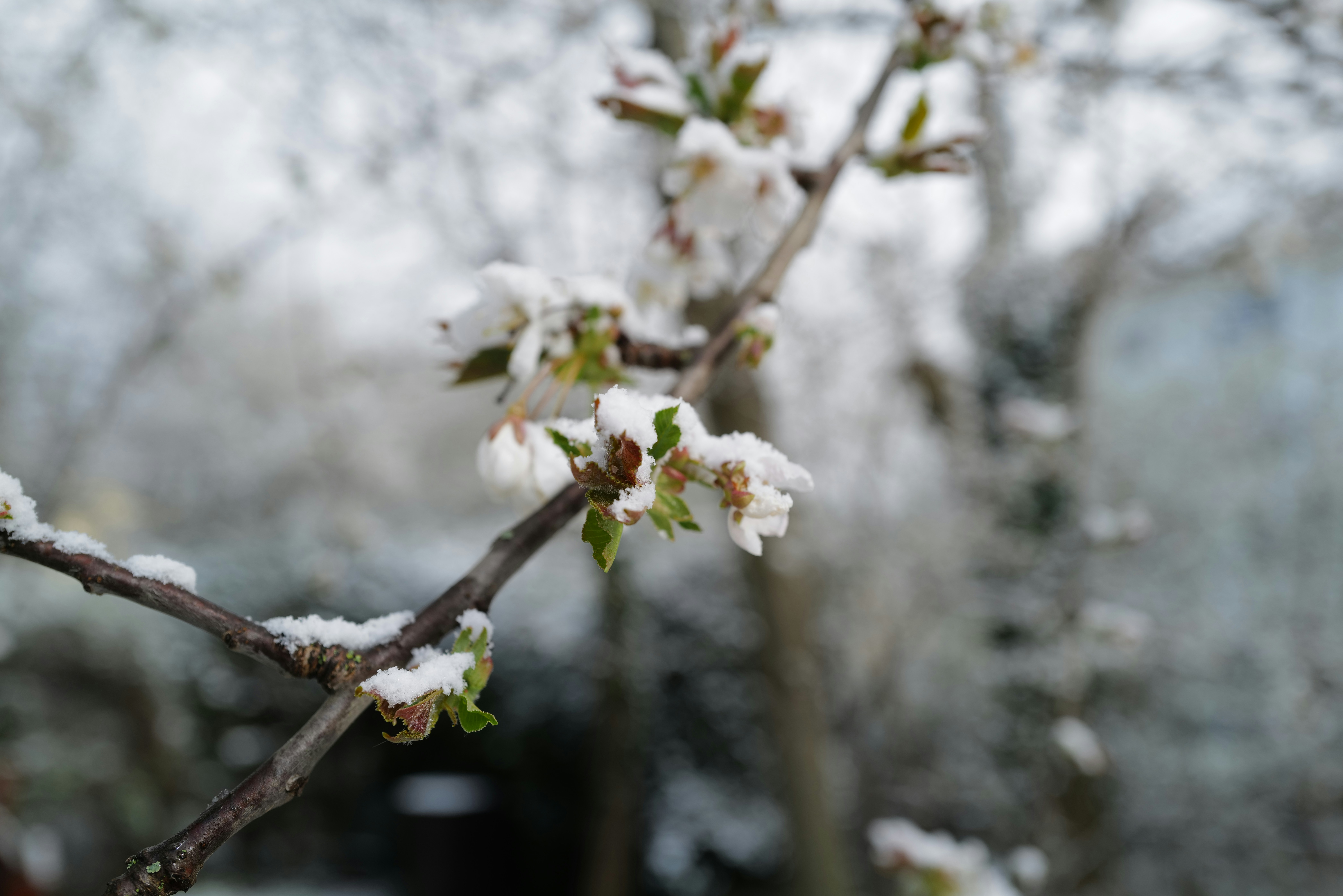 Snow-Kissed Blossoms on a Quiet Winter Branch