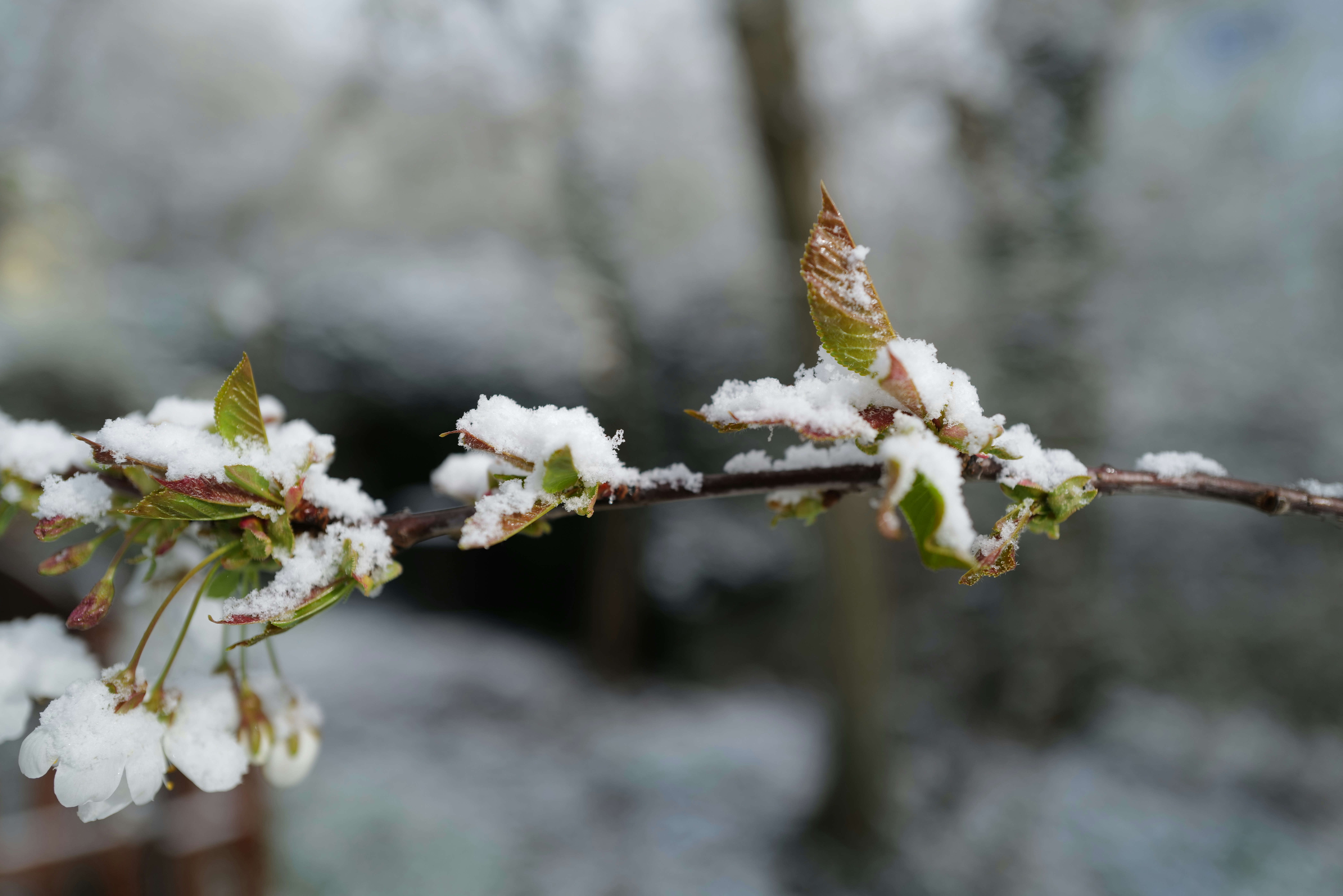 Snow-dusted Blooms on a Frost-Worn Branch