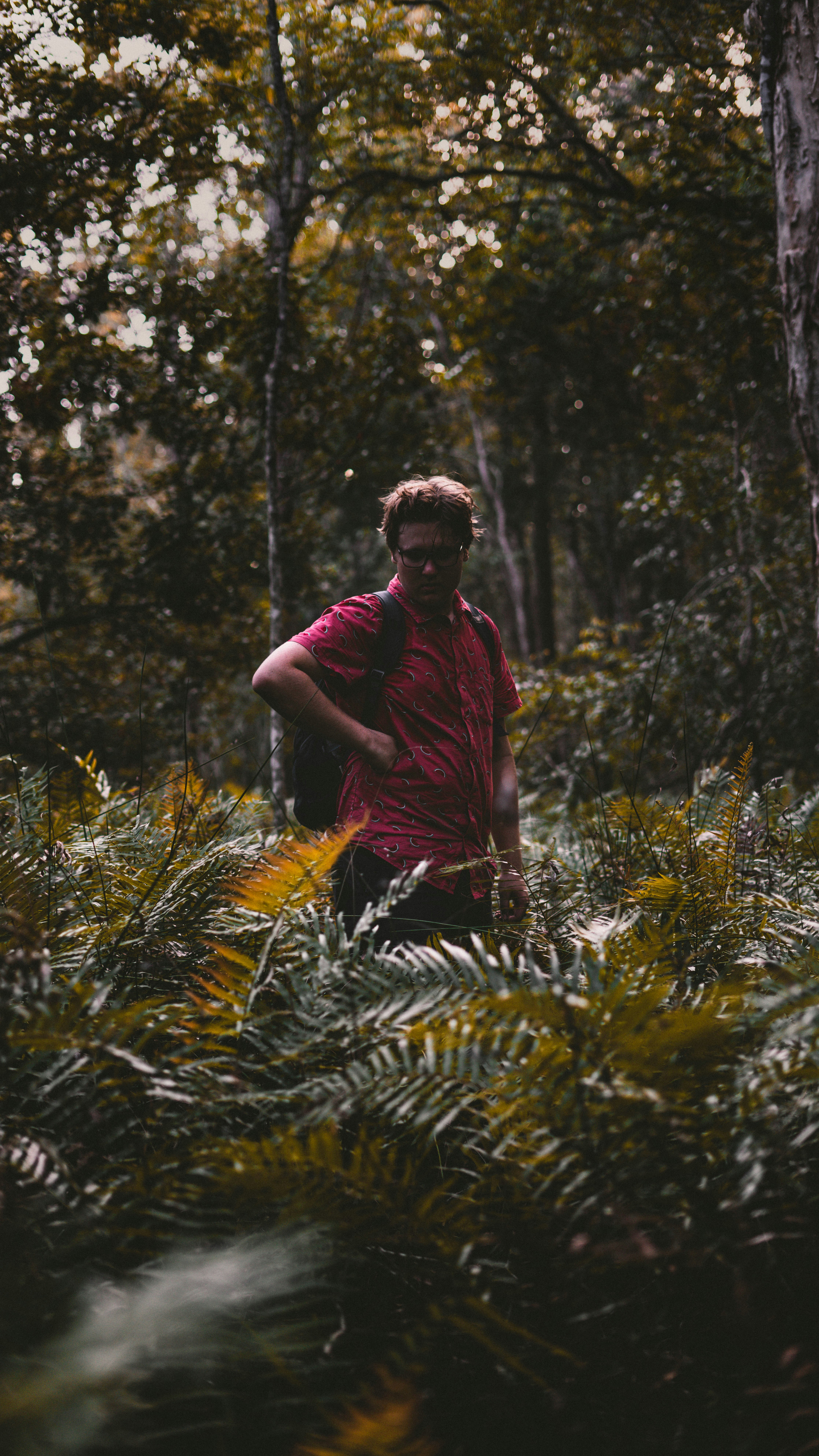 Crimson Silhouette Among Ferns in a Dappled Forest