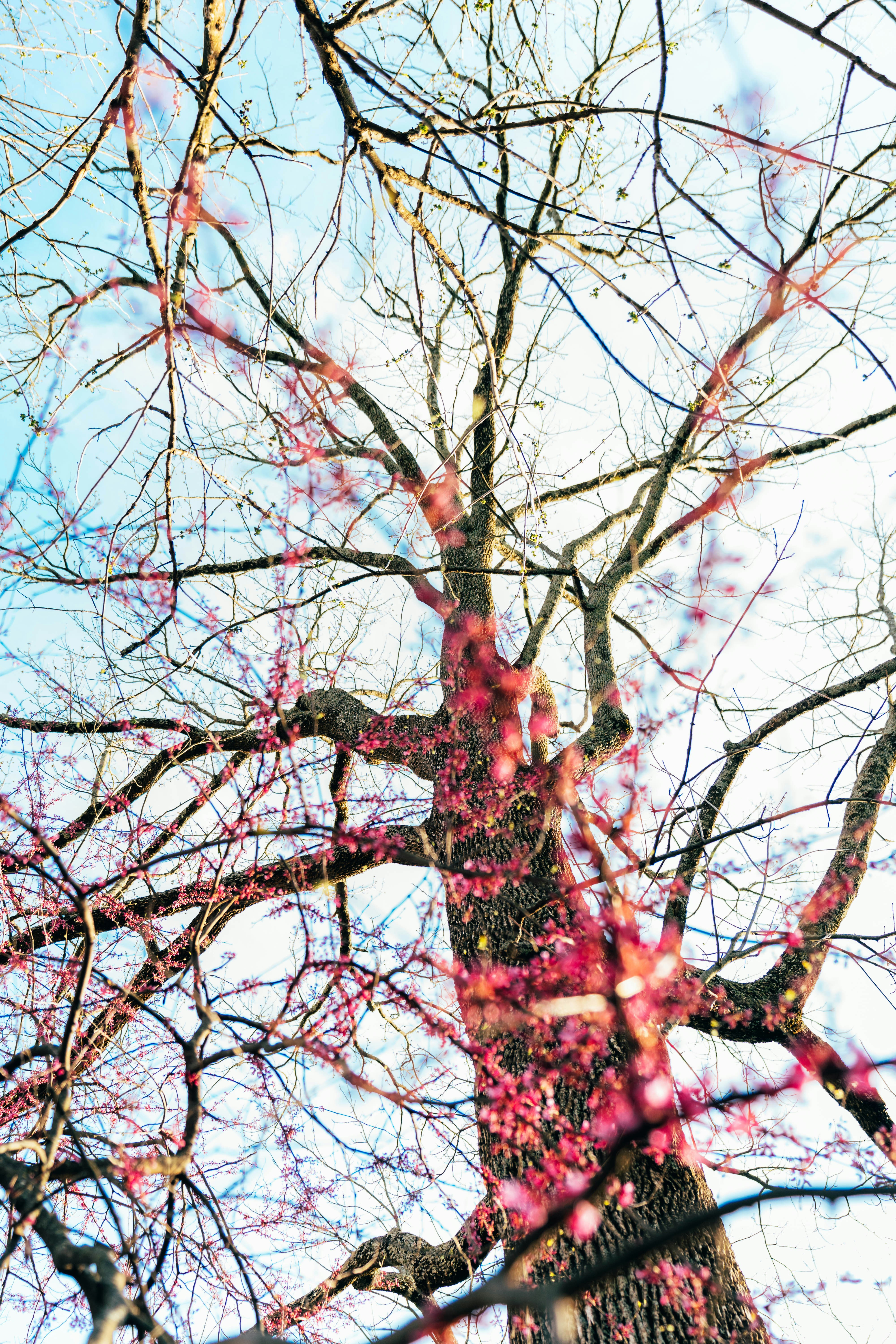 Nature's Canopy: A Tapestry of Branches and Blossoms
