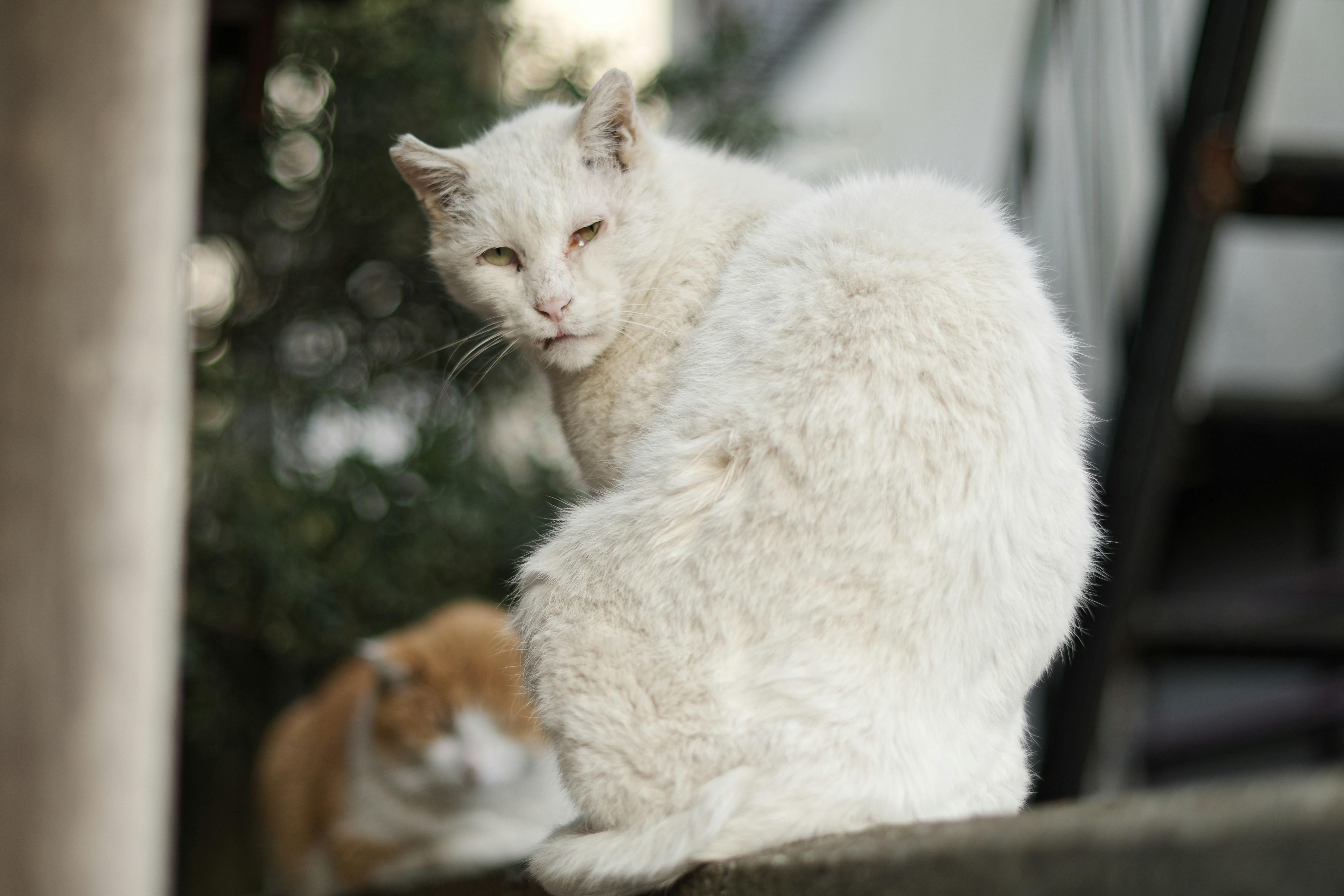 White cat perched on an outdoor ledge with an orange cat blurred in the background.