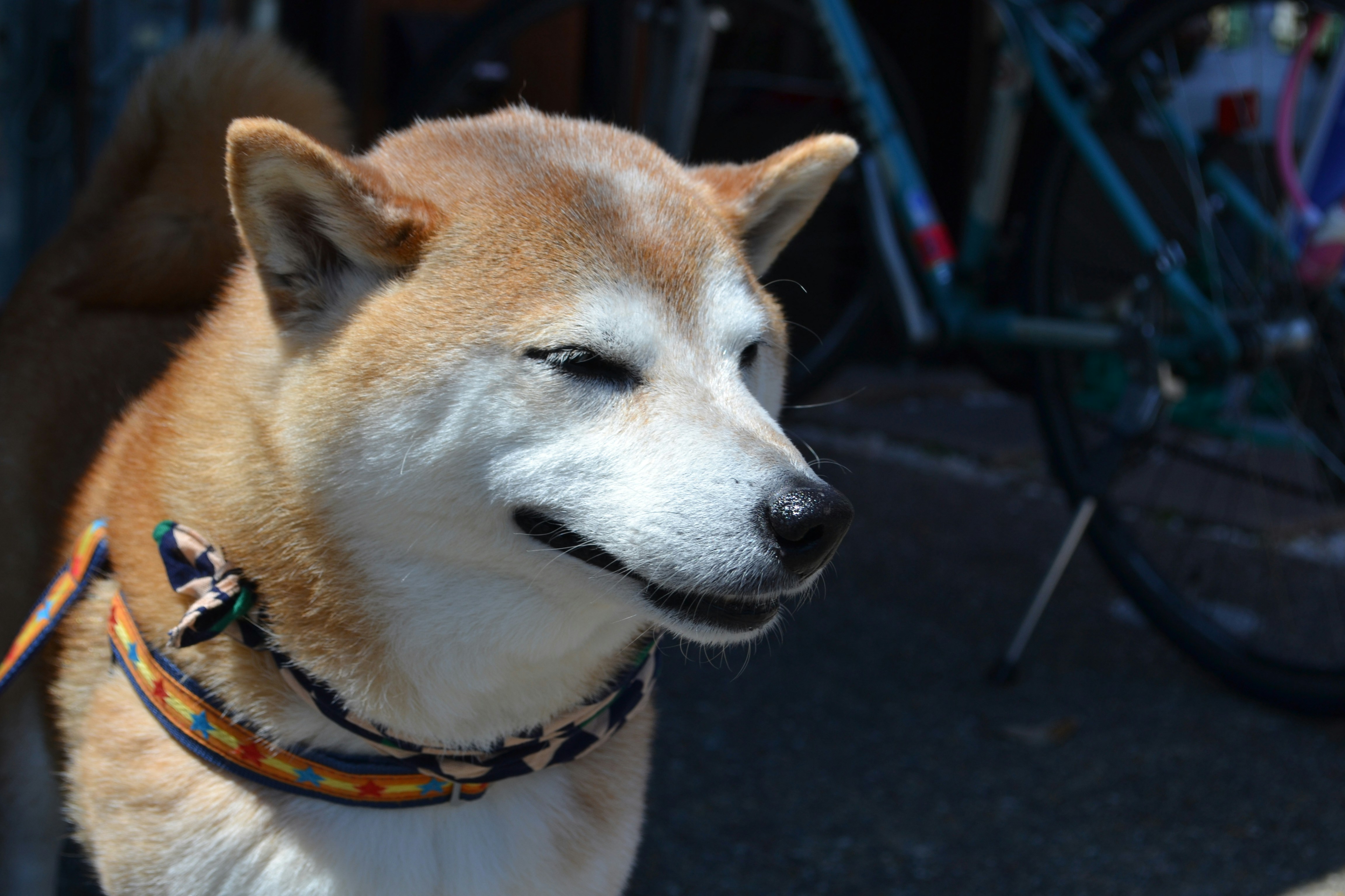 Shiba Inu basking in sunlight with a relaxed expression, adorned with a colorful collar. The background features blurred bicycles, enhancing the casual atmosphere.