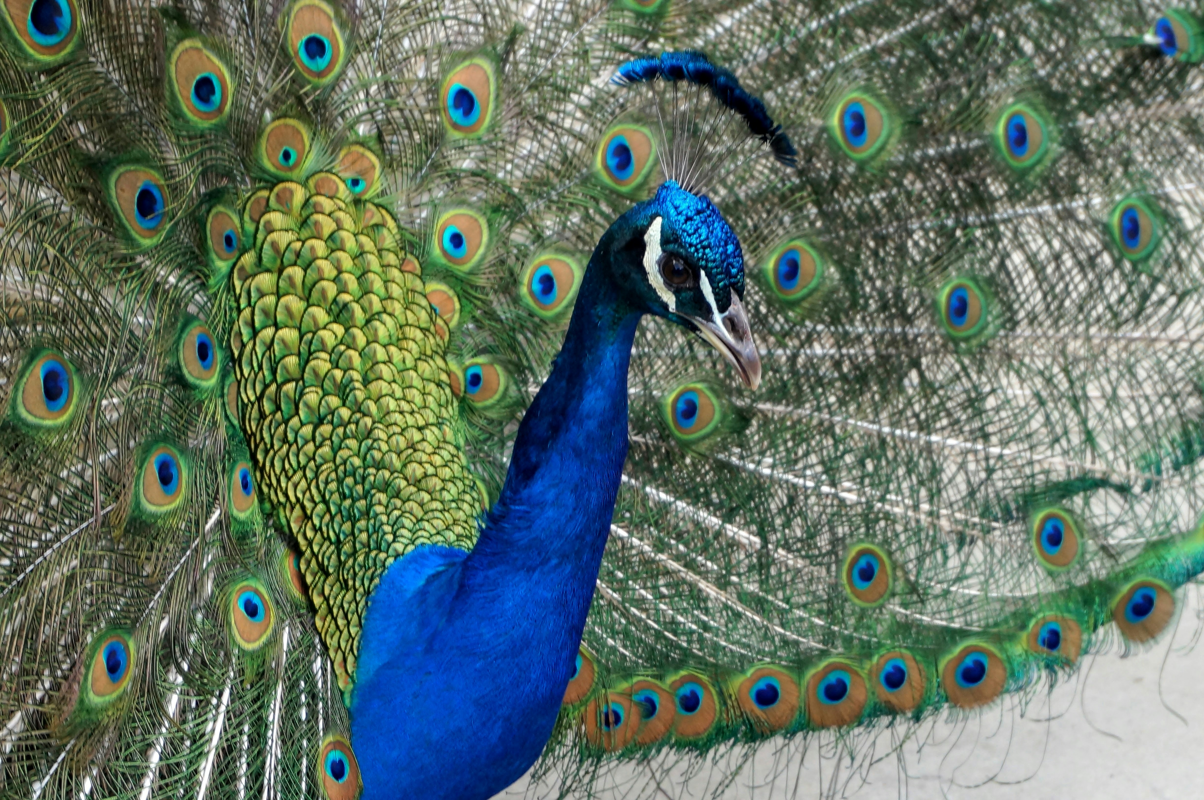 Iridescent Display at the Arboretum