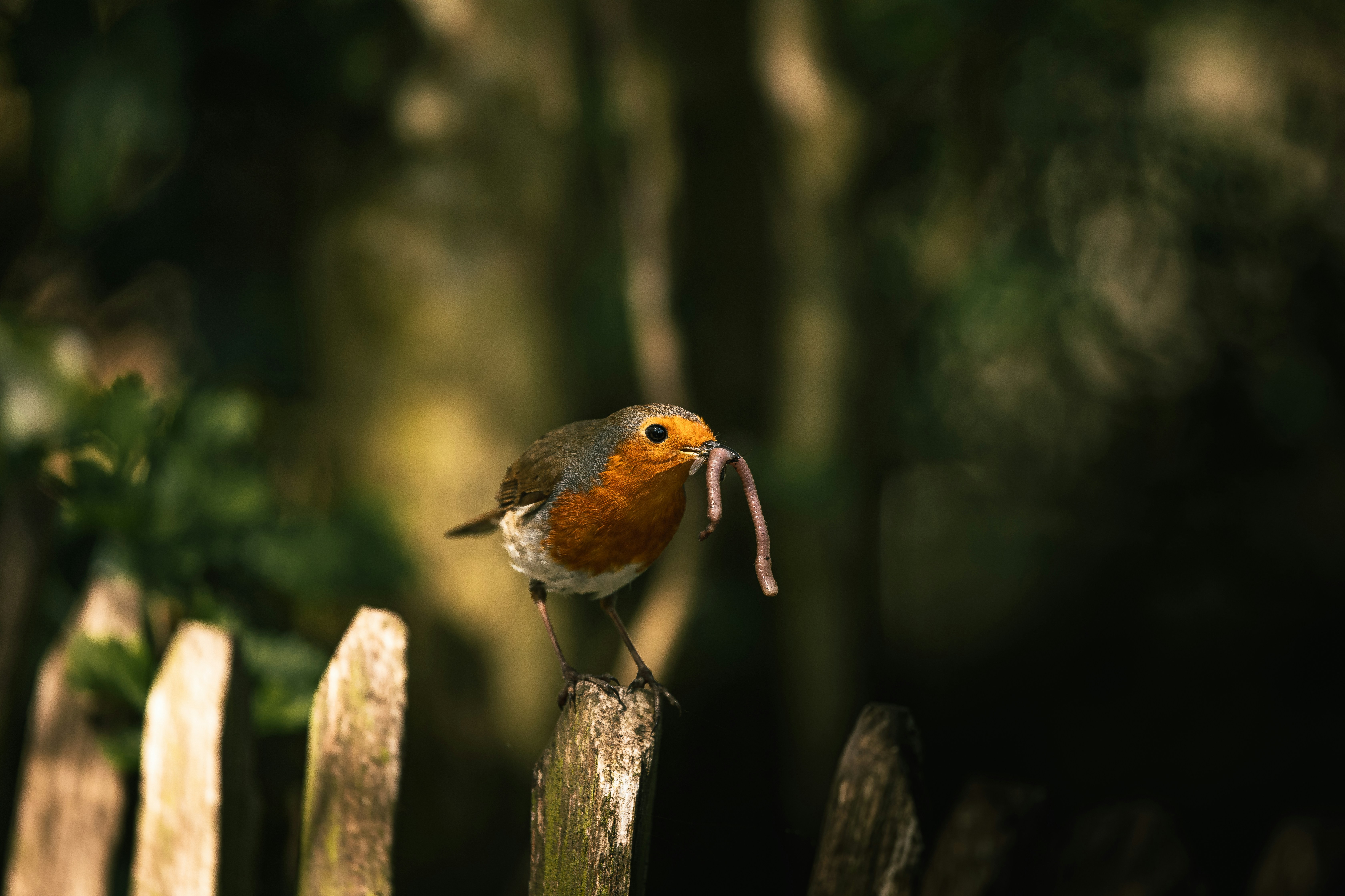 European robin perched on a wooden fence, holding a worm in its beak amidst a blurred natural backdrop.