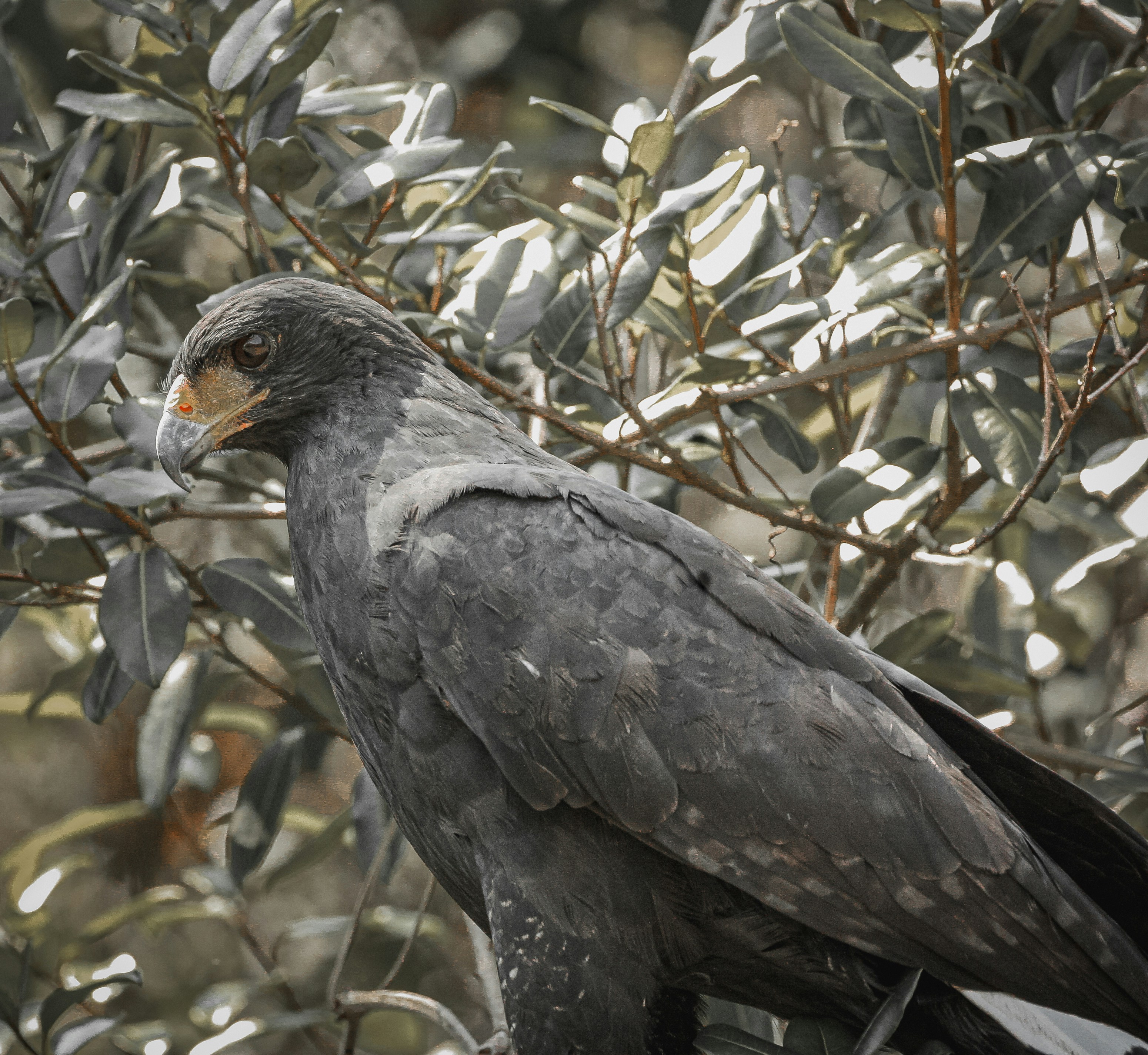 Raven in Quiet Foliage: Beady Gaze Amid Olive Leaves