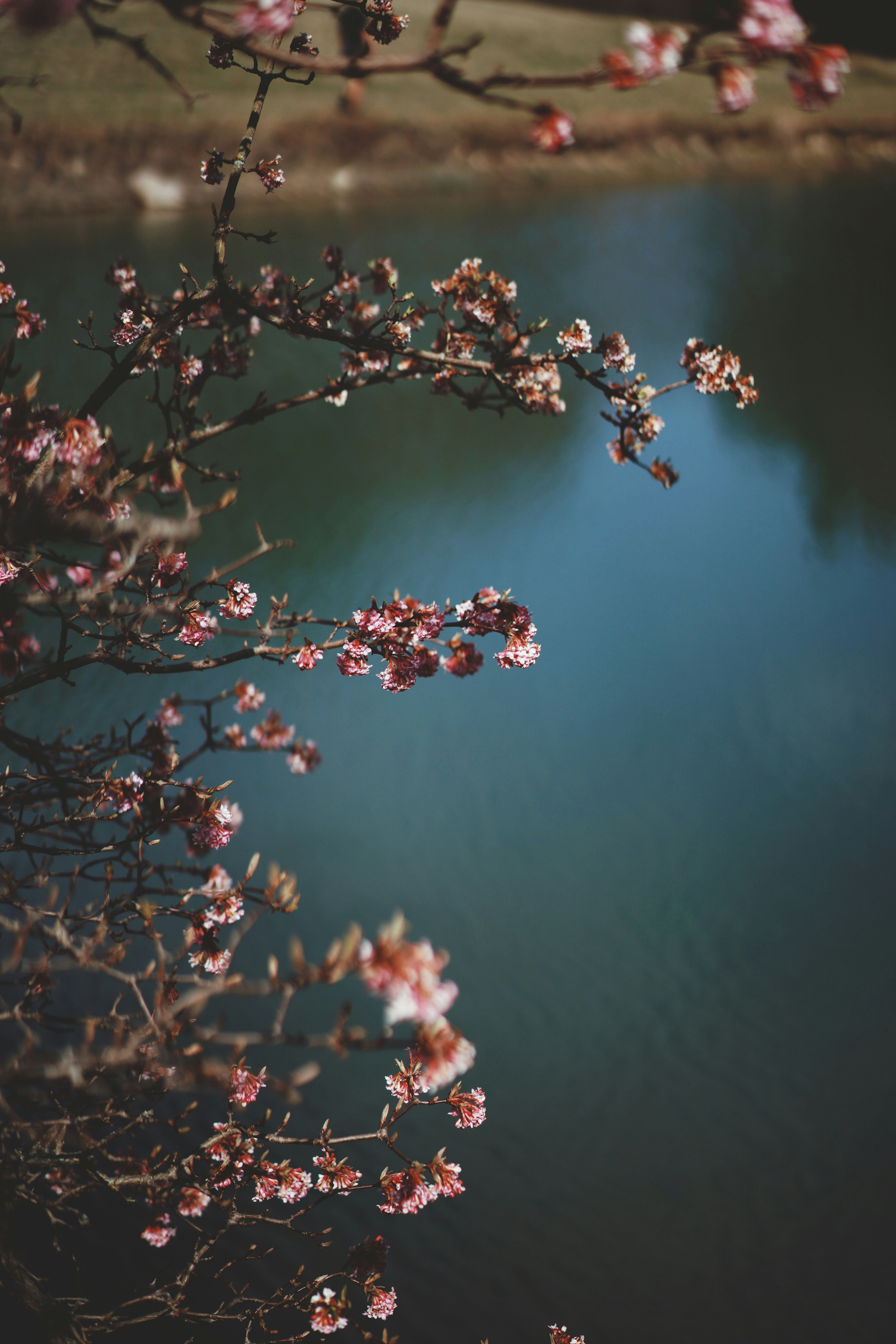 Blossoms over still blue water: a slow breath of spring