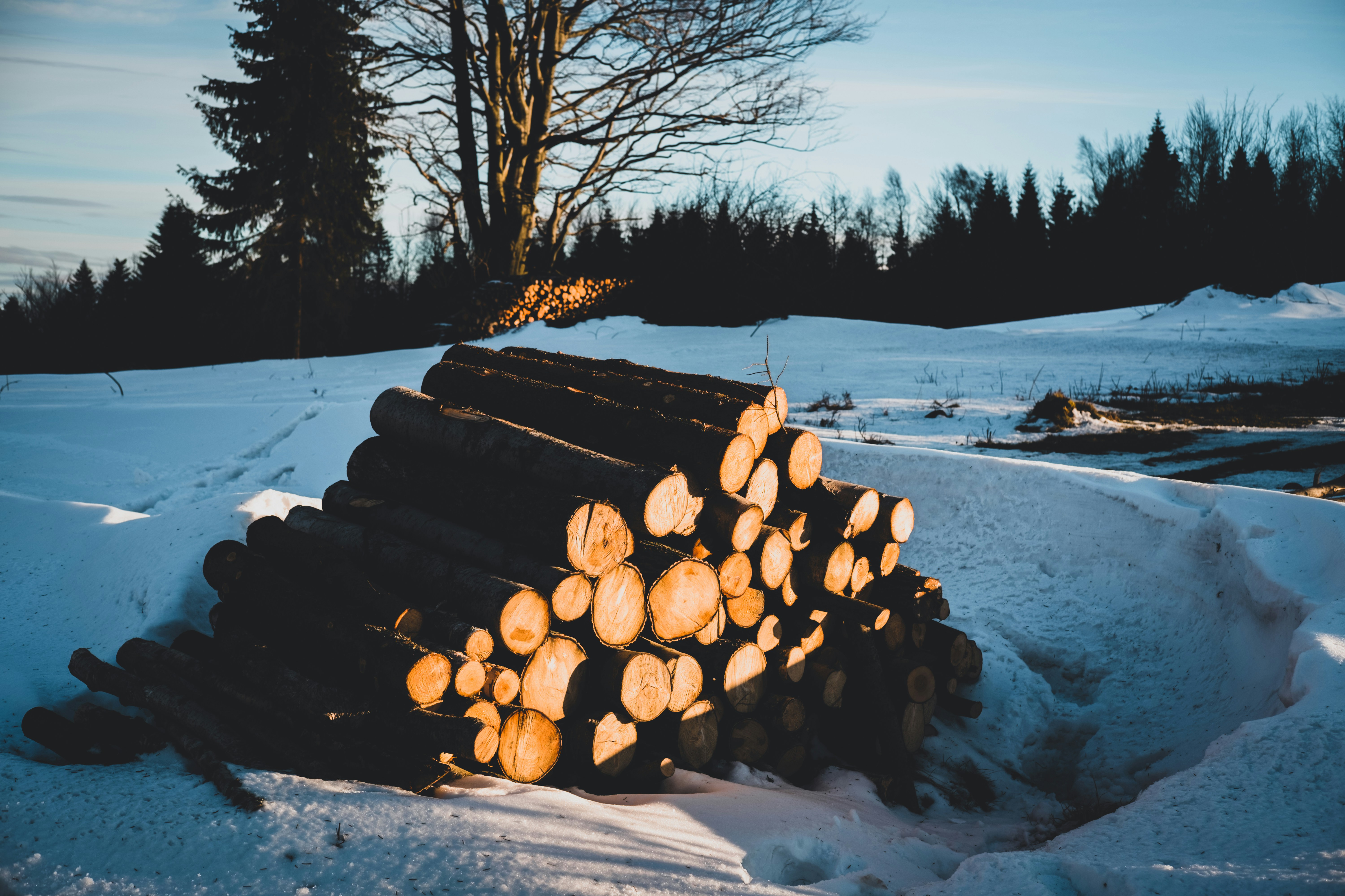 brown wood logs on snow covered ground during daytime