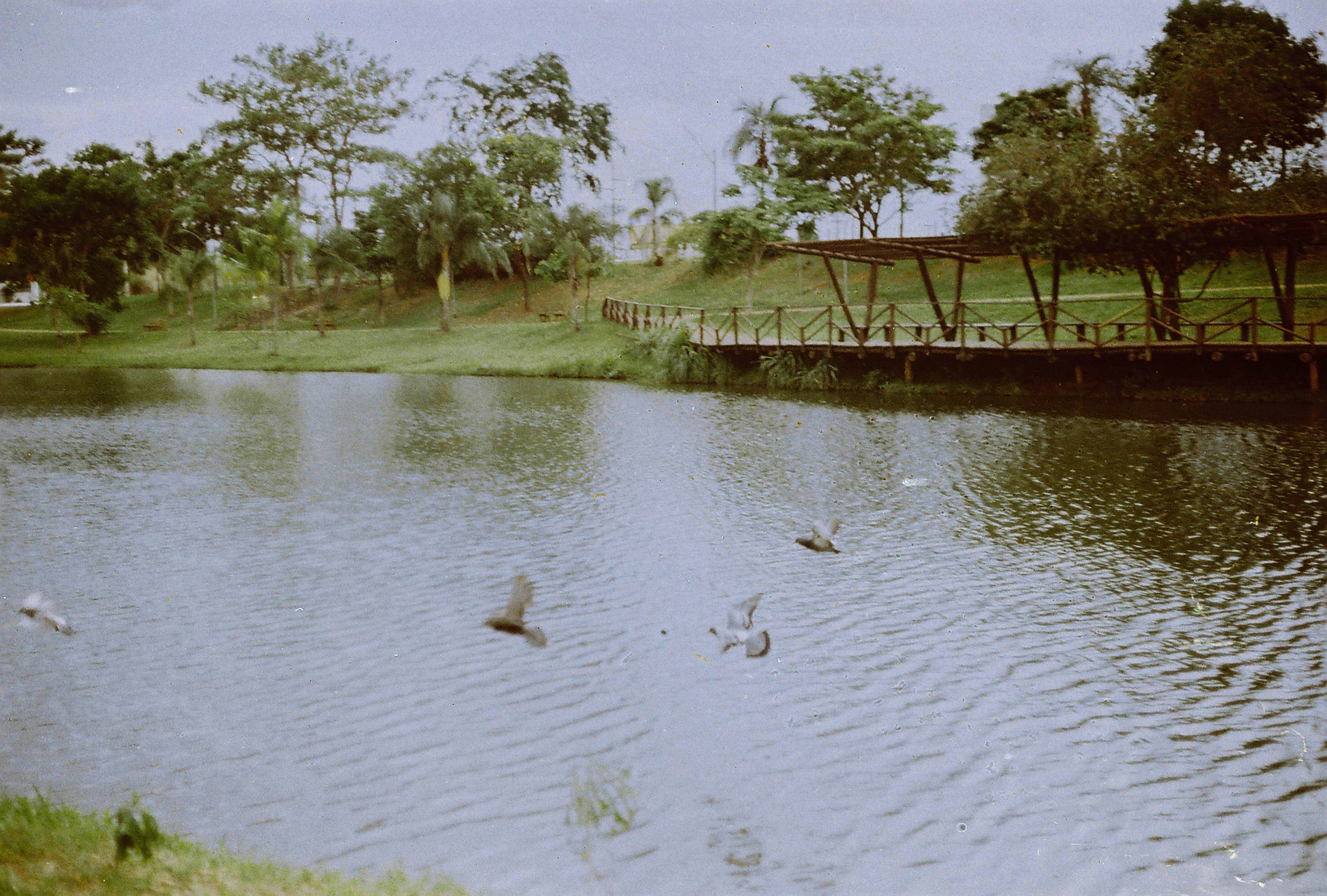 Birds take flight over a calm lake surrounded by lush greenery and a wooden walkway. A peaceful scene capturing nature's harmony.