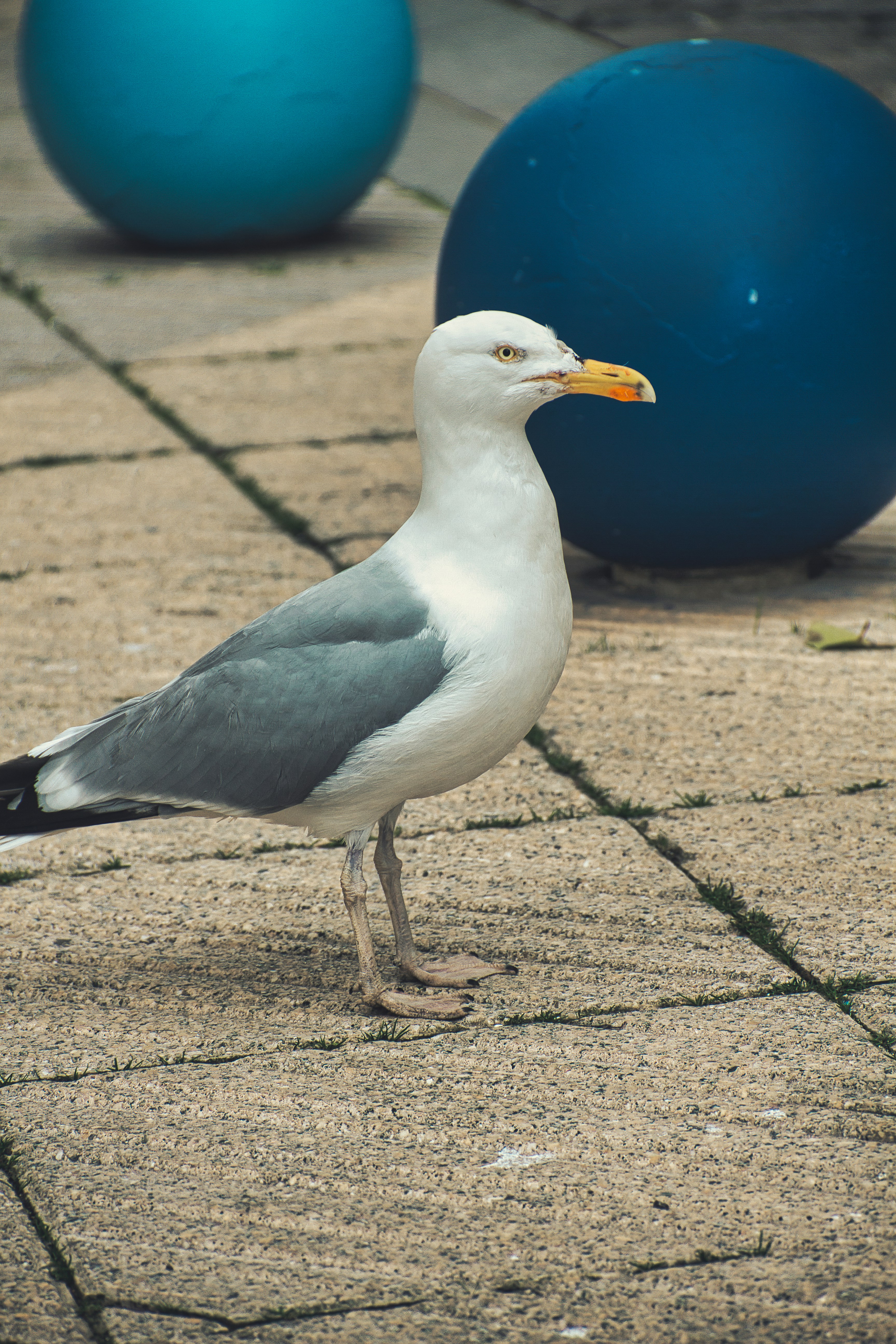Seagull Between Cerulean Orbs on a Sunlit Plaza