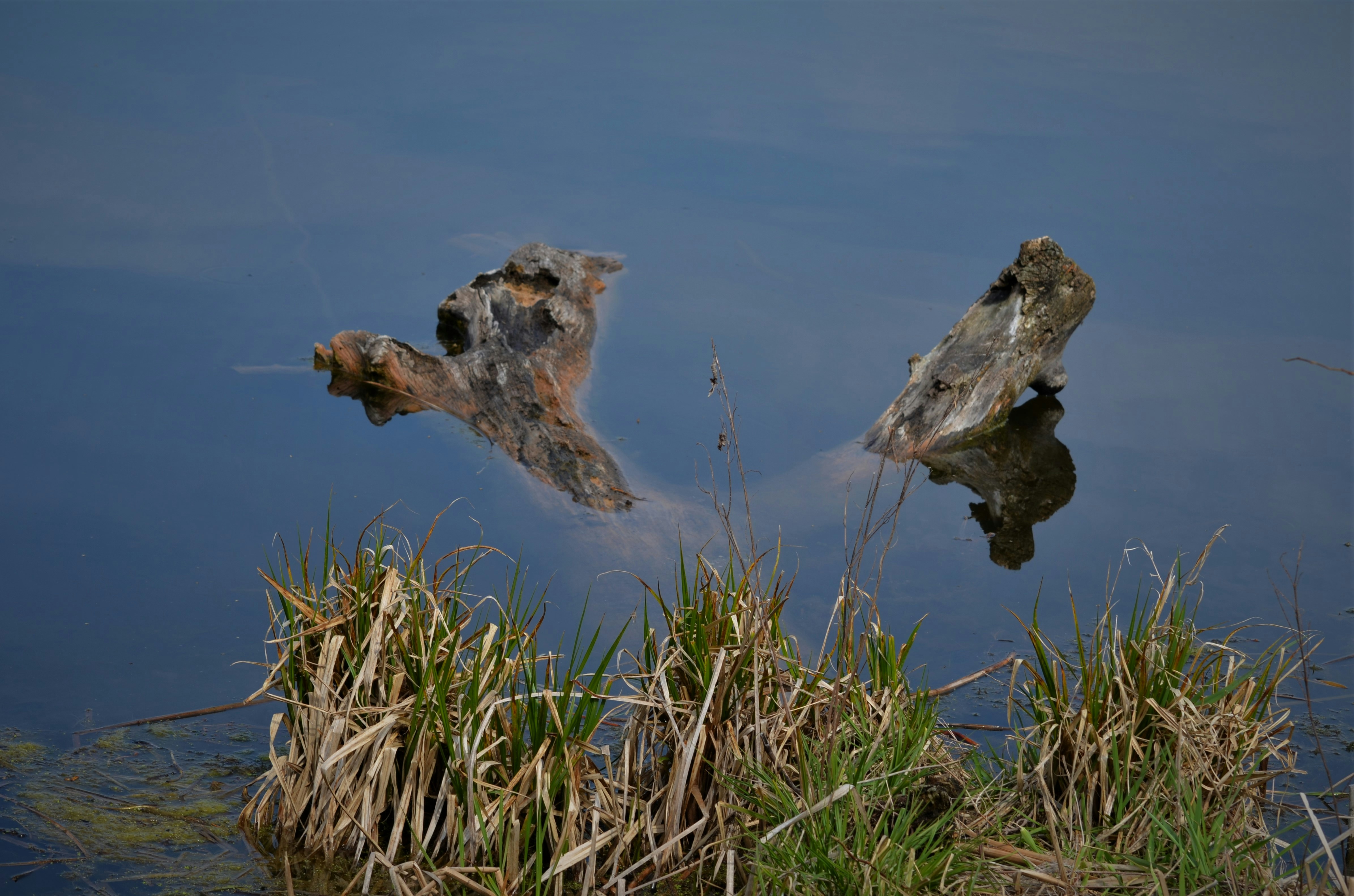 Driftwood and reeds at waters edge
