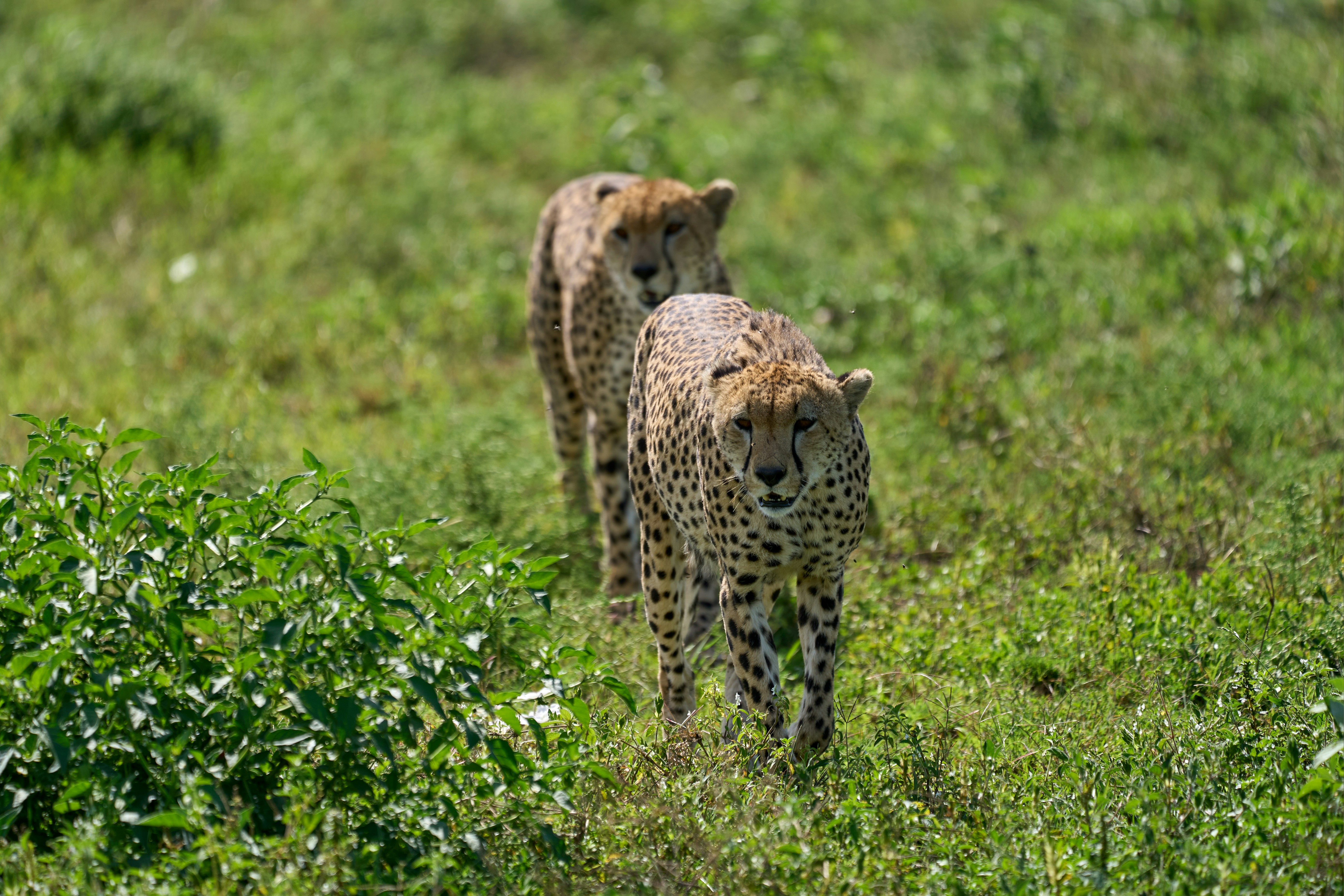 Two cheetahs walking through lush green grass, one closely following the other.