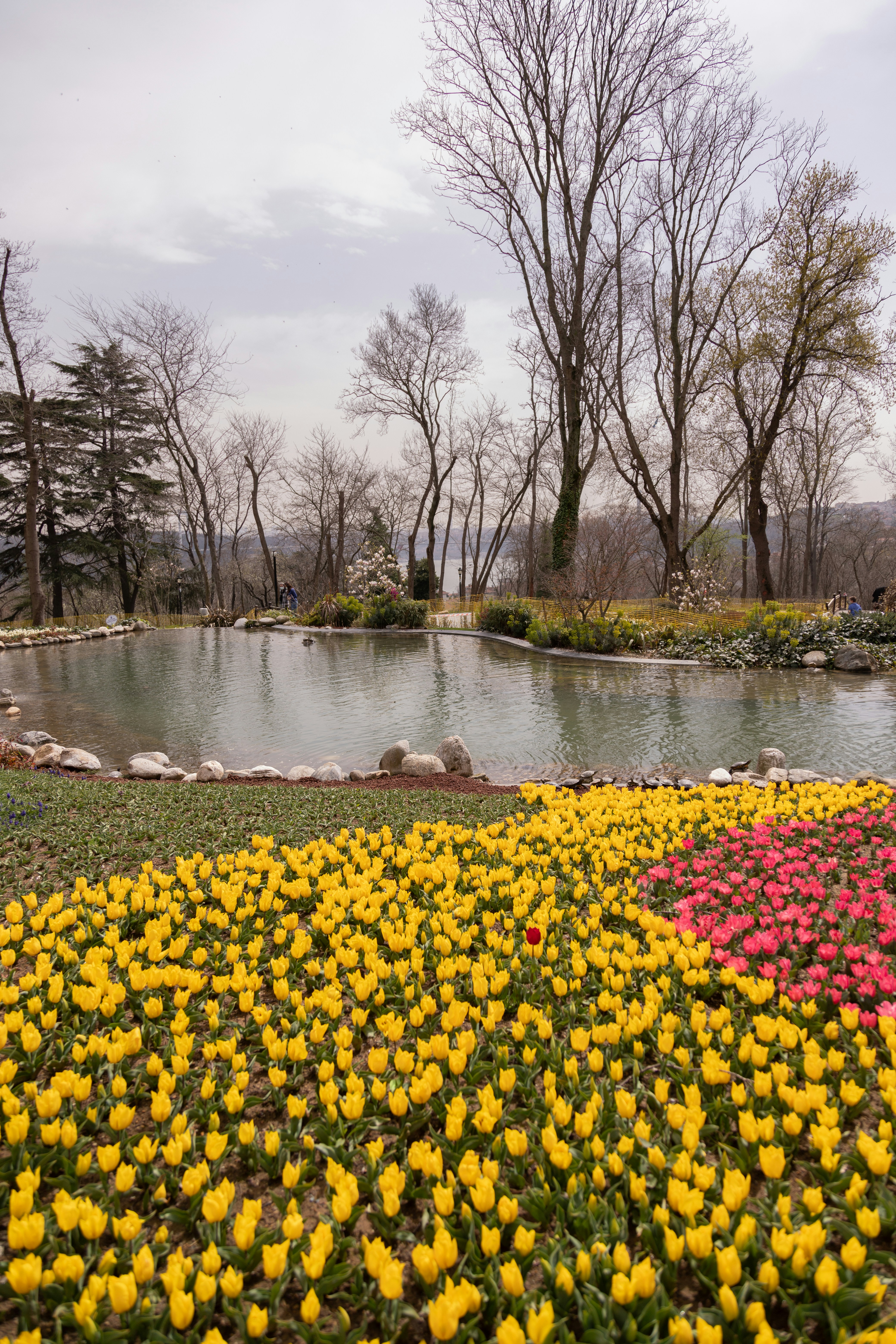 yellow flowers on river bank