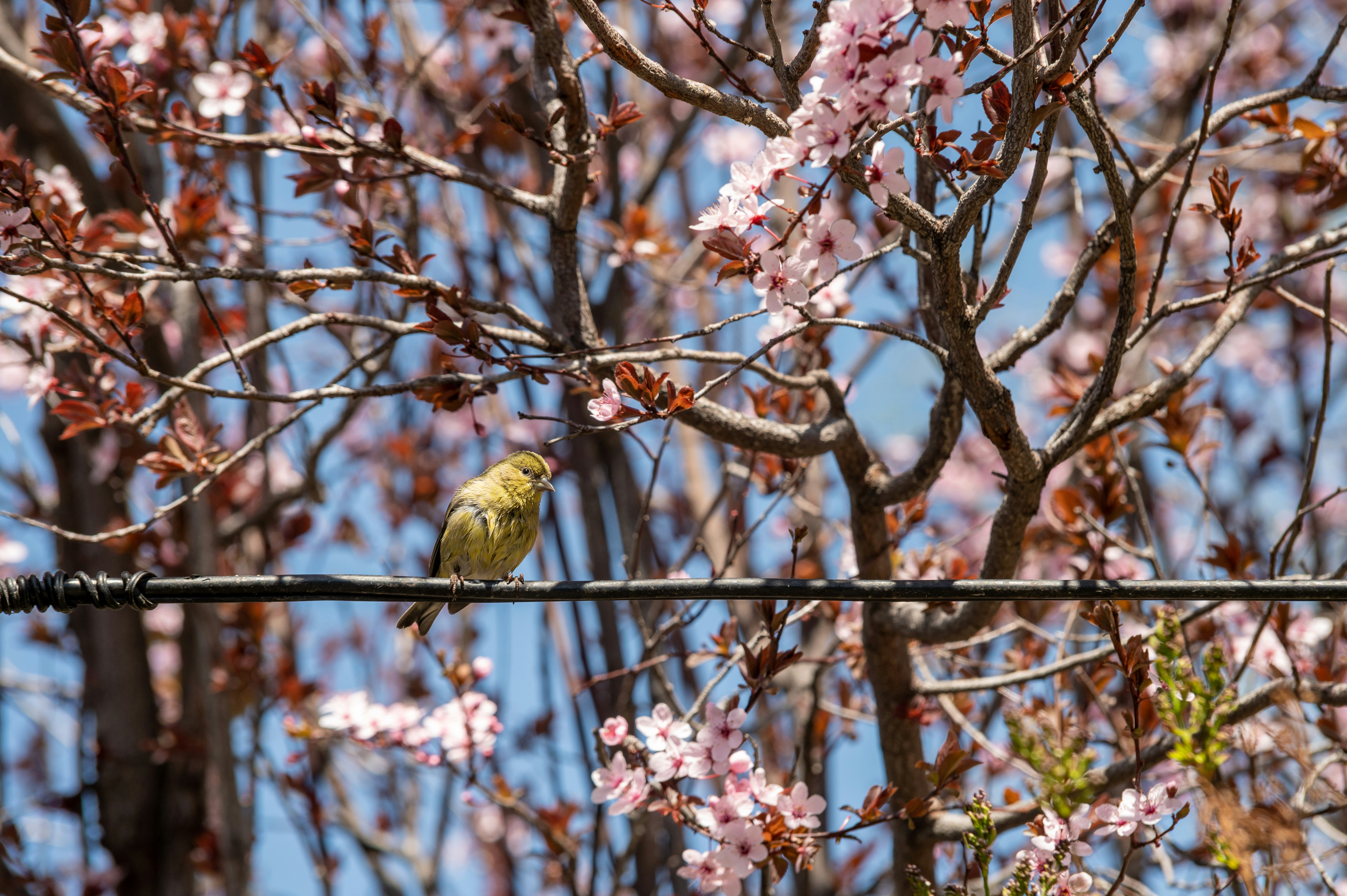 A small bird perched on a power line amidst blooming cherry blossoms, showcasing the beauty of spring.