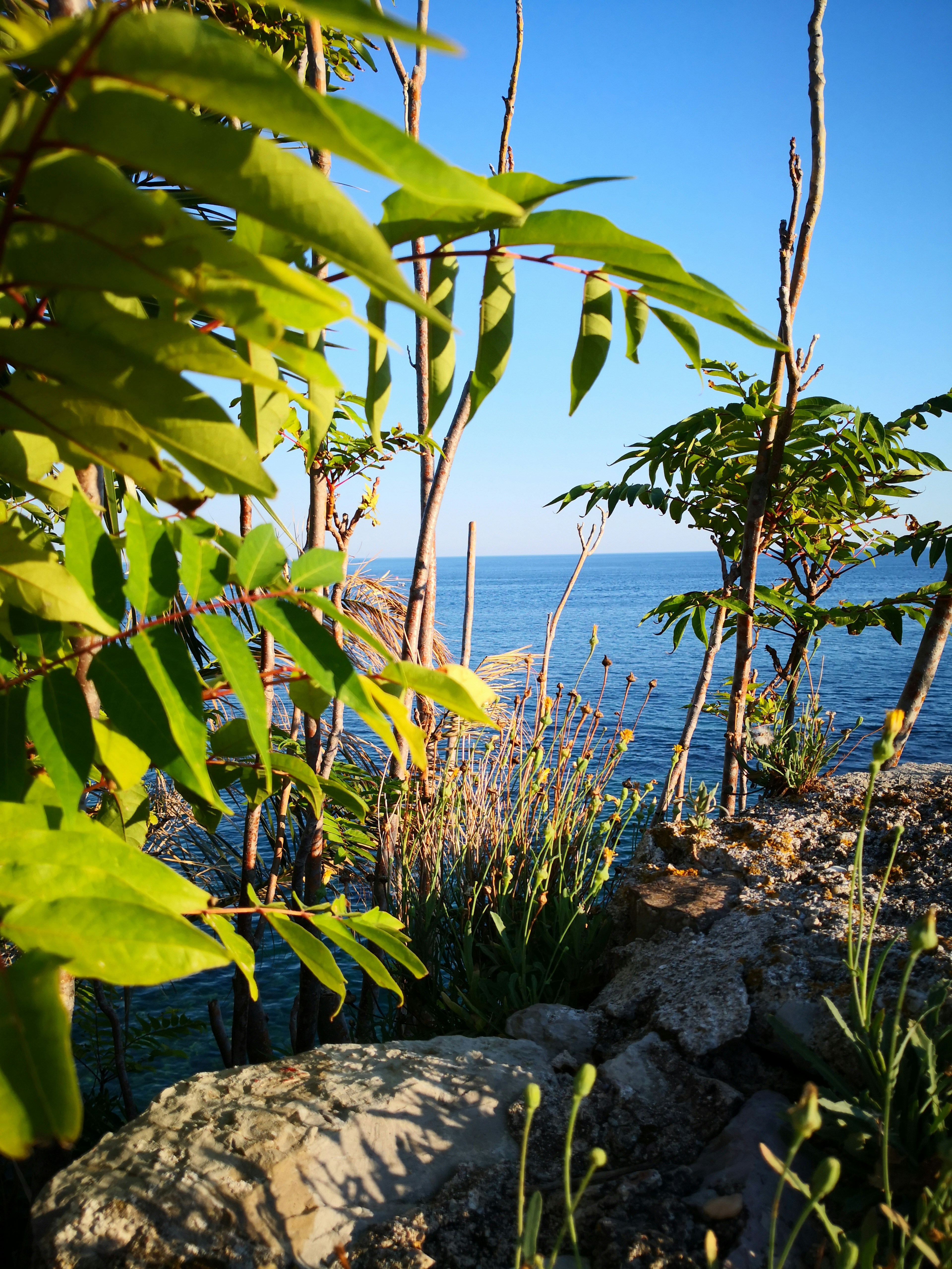 Sunlit leaves and branches frame a rocky shoreline with the blue sea and clear sky beyond.