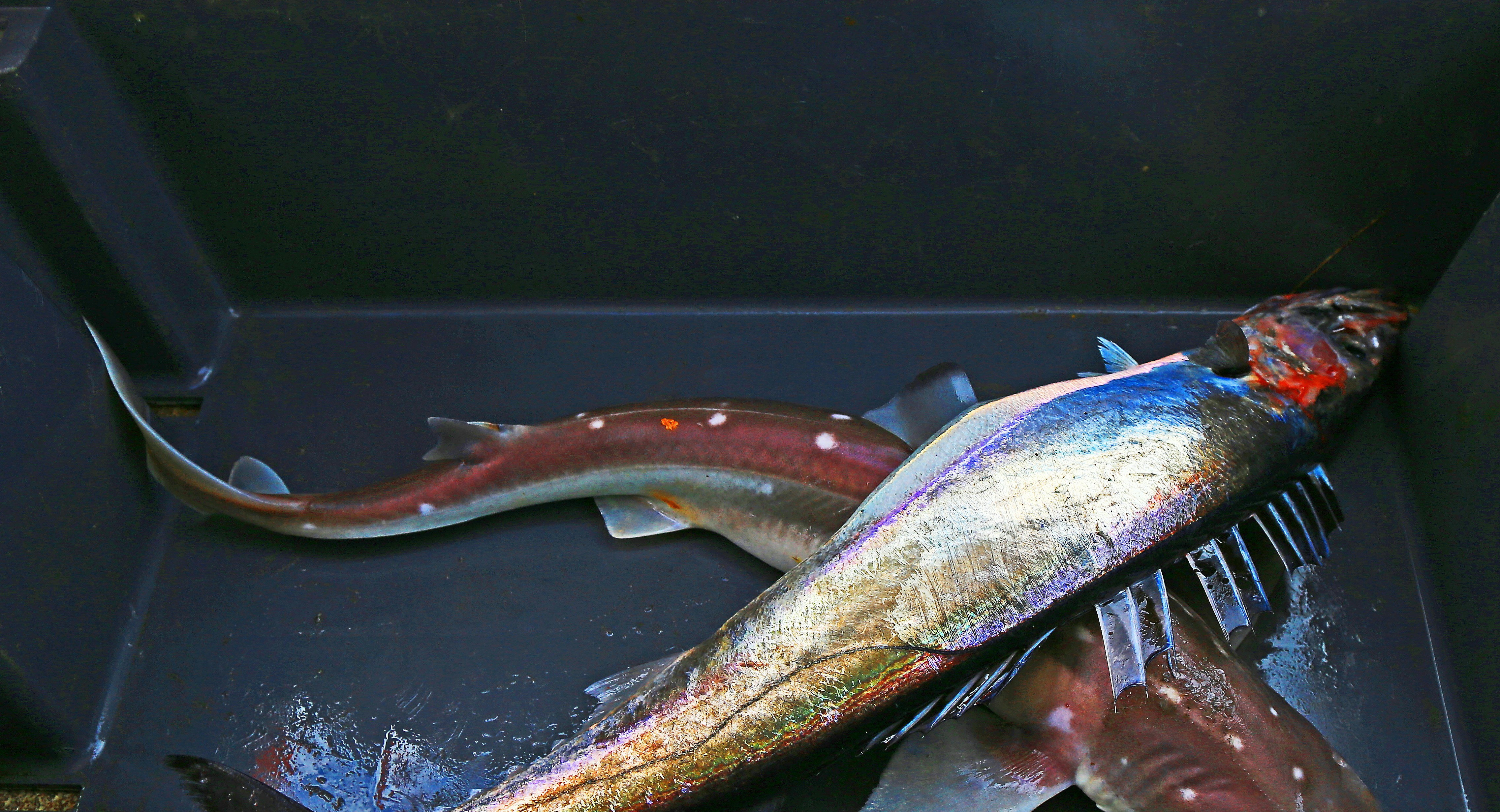 Blue-Iridescent Fresh Catch Resting in a Dark Cooler