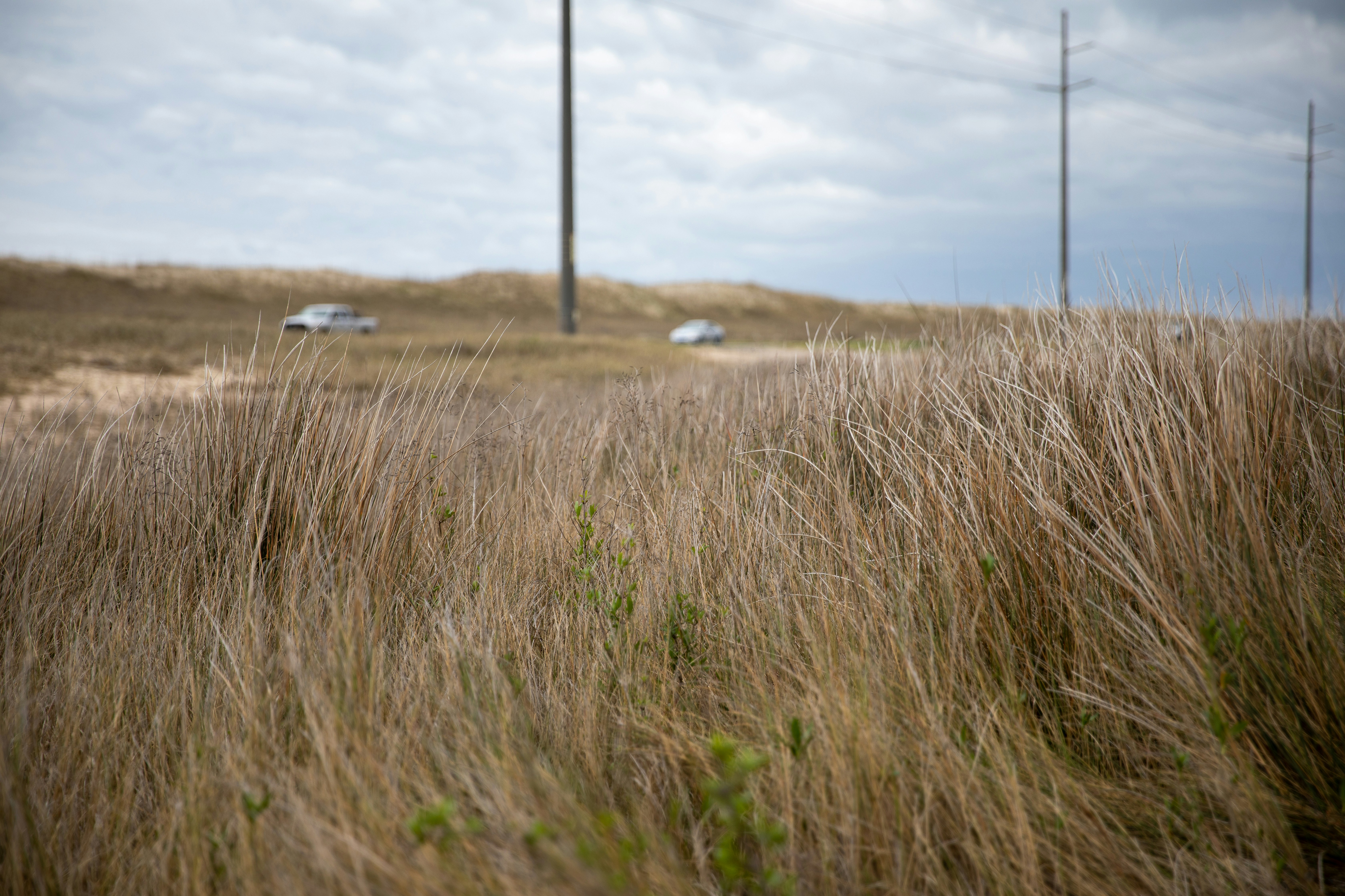 Tall grasses sway gently in the foreground, leading the eye to distant vehicles on a winding road under an overcast sky.