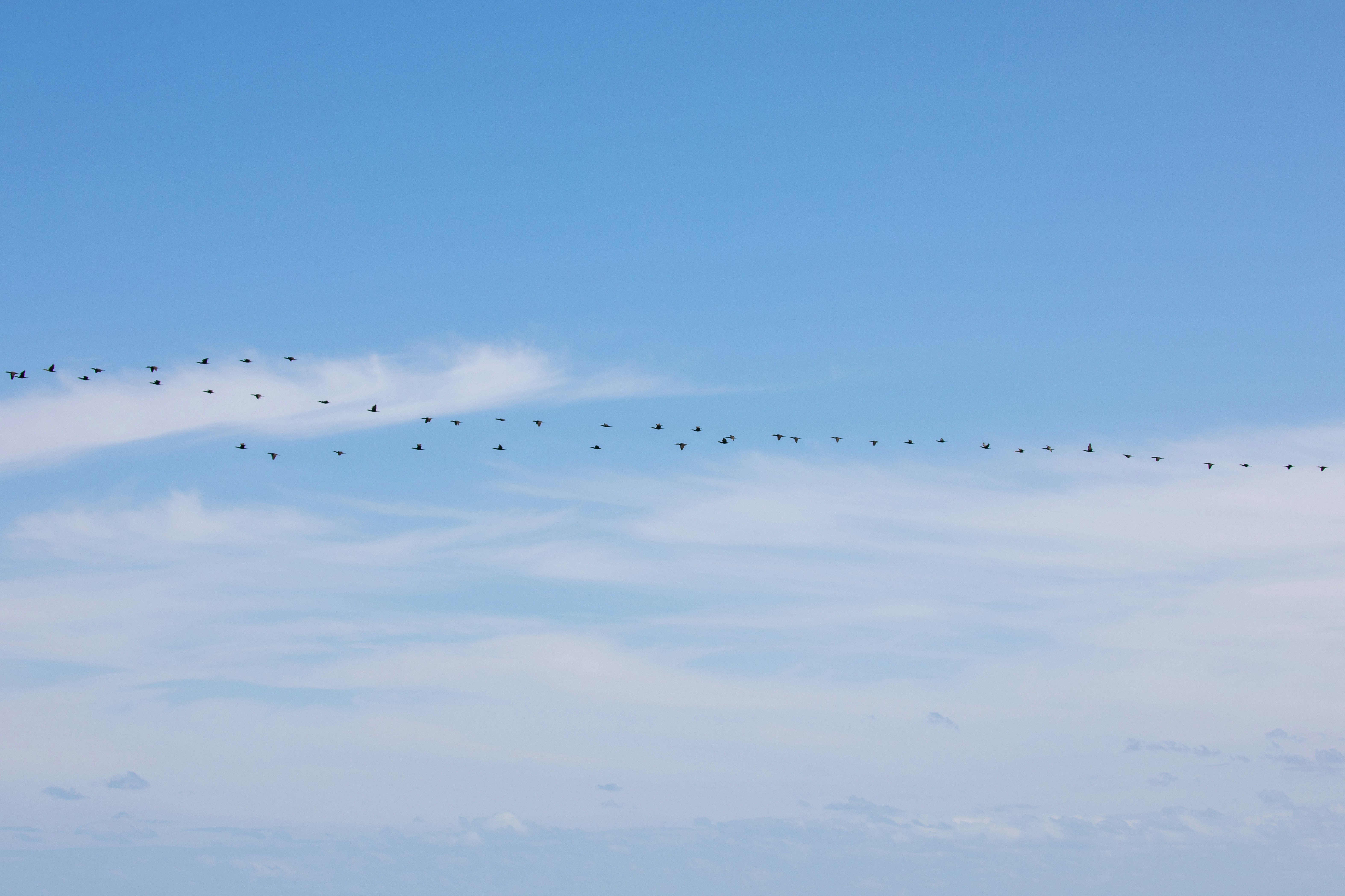 Flock of birds flying in a perfect line against a clear blue sky, showcasing their migratory behavior.