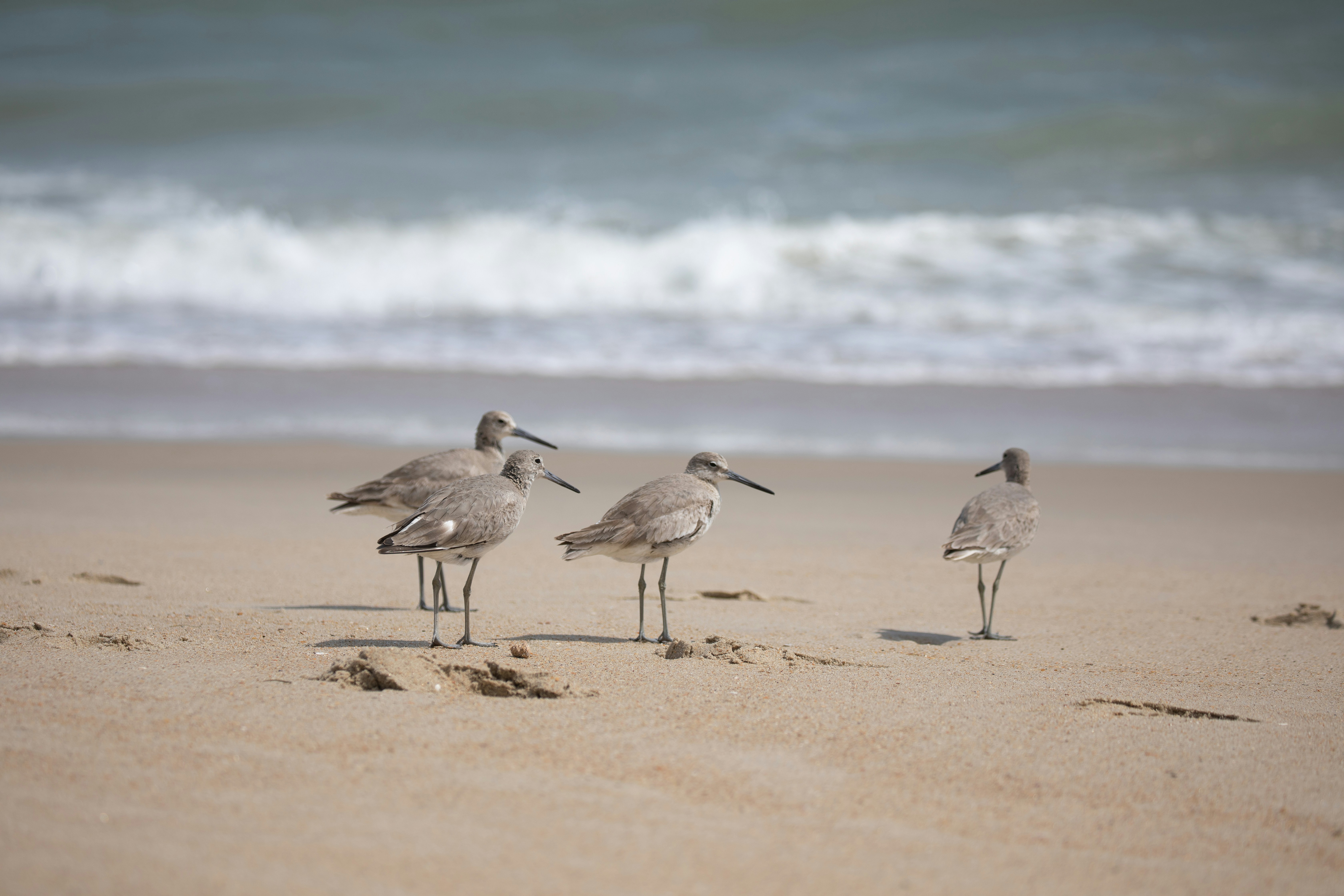 three birds on beach during daytime