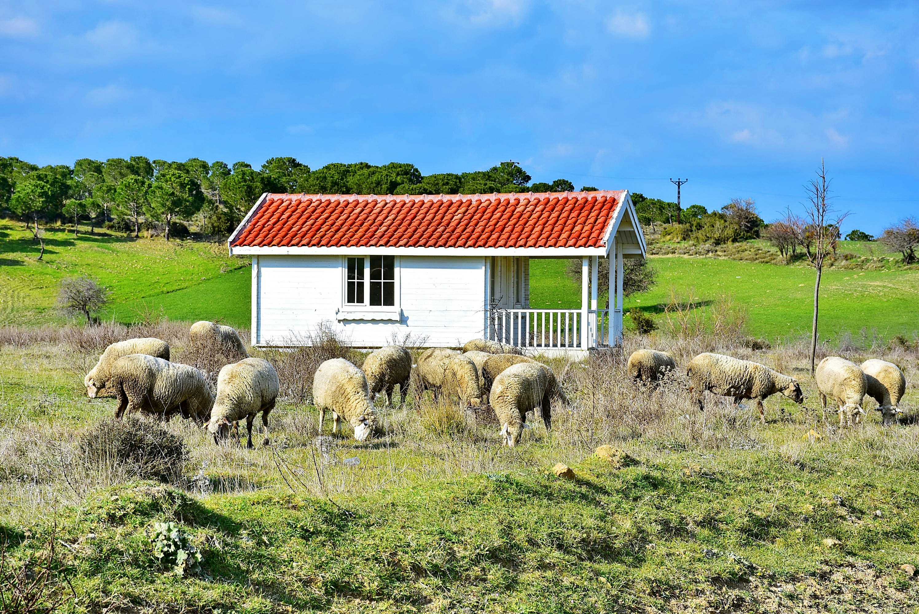 A flock of sheep grazes peacefully in a lush green field near a quaint white cottage with a red roof.