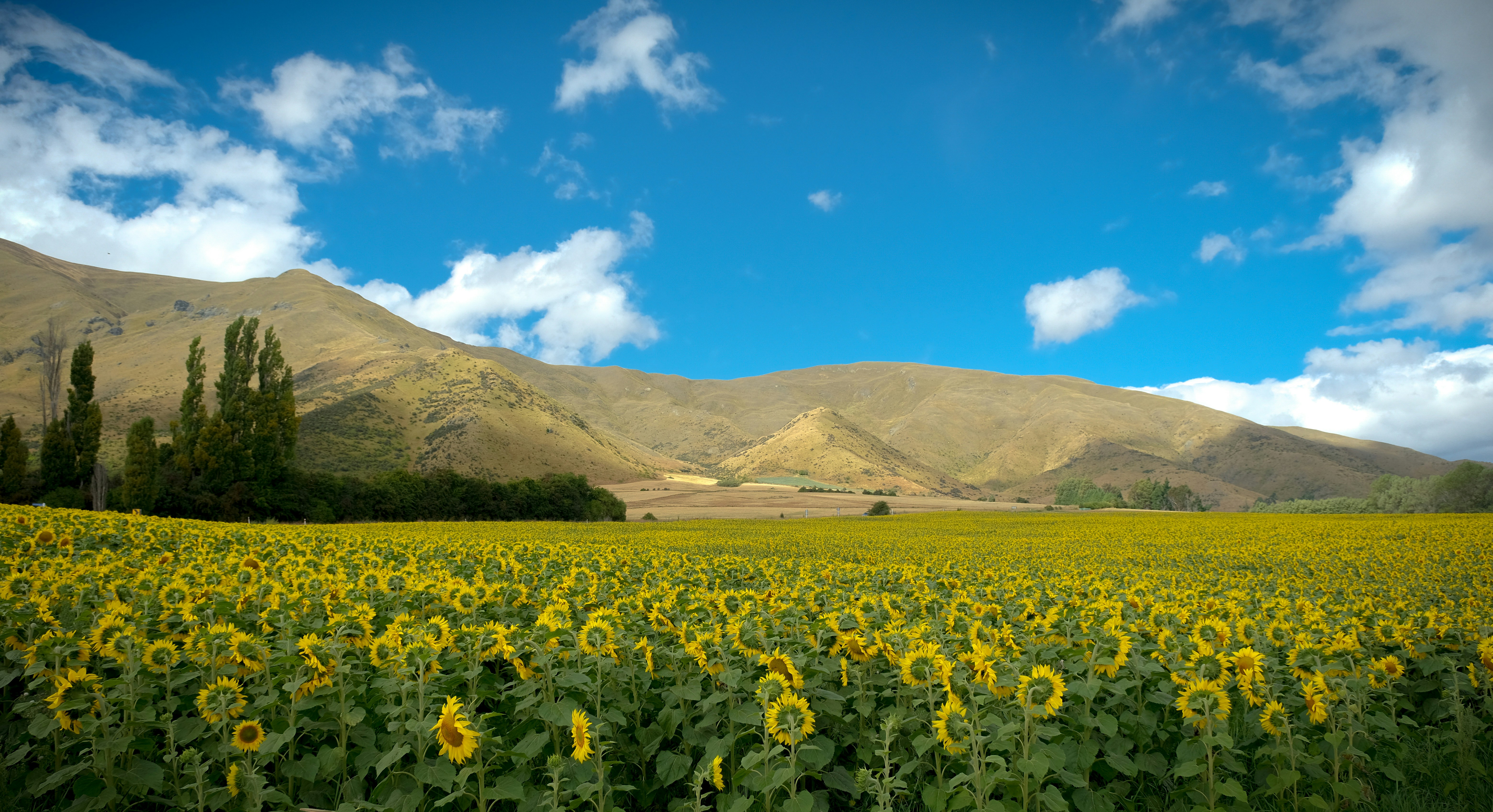 Foto Ladang bunga matahari yang luas dengan pegunungan di latar ...