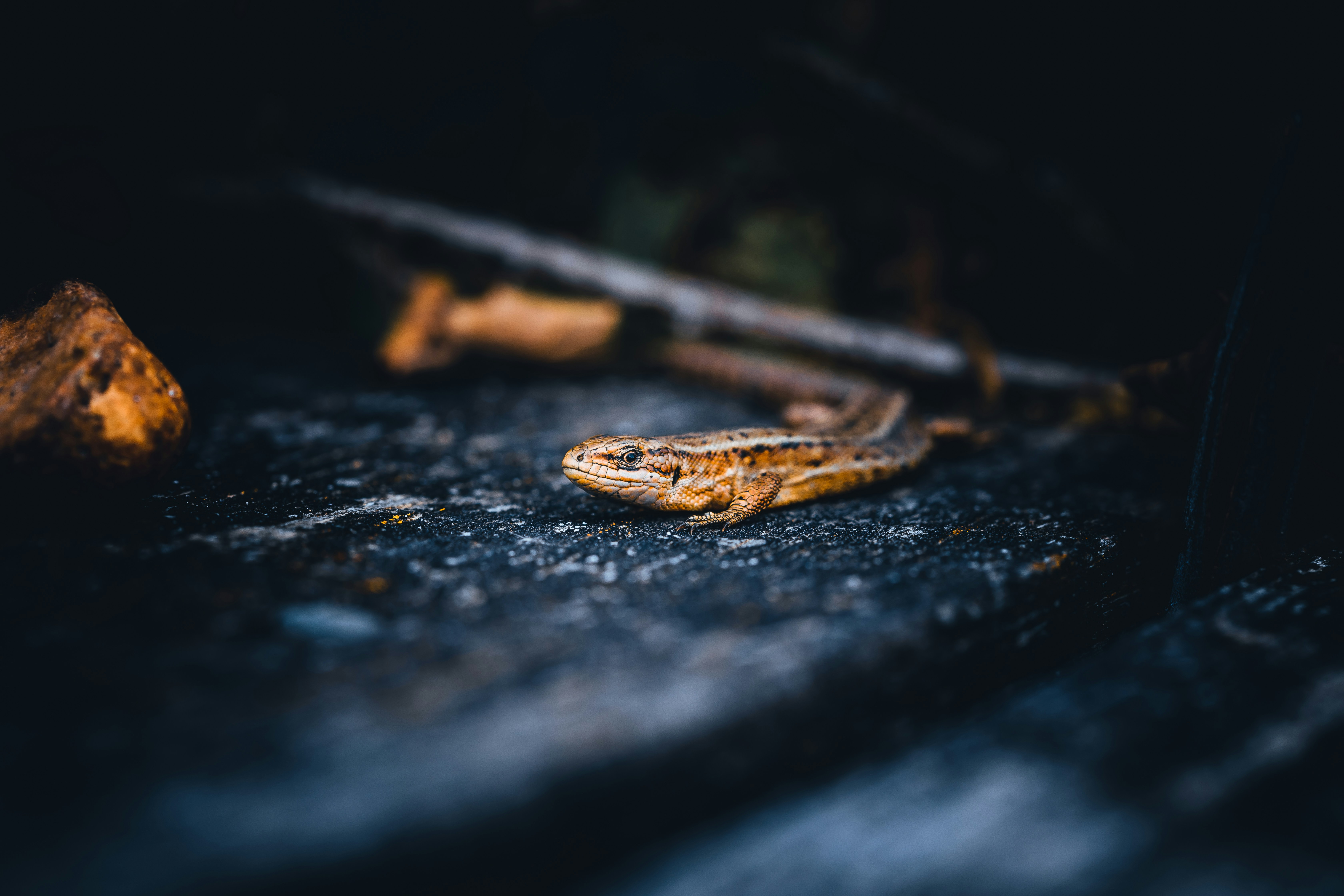 Charred Canvas: A Minute Reptile Resting on Weathered Wood