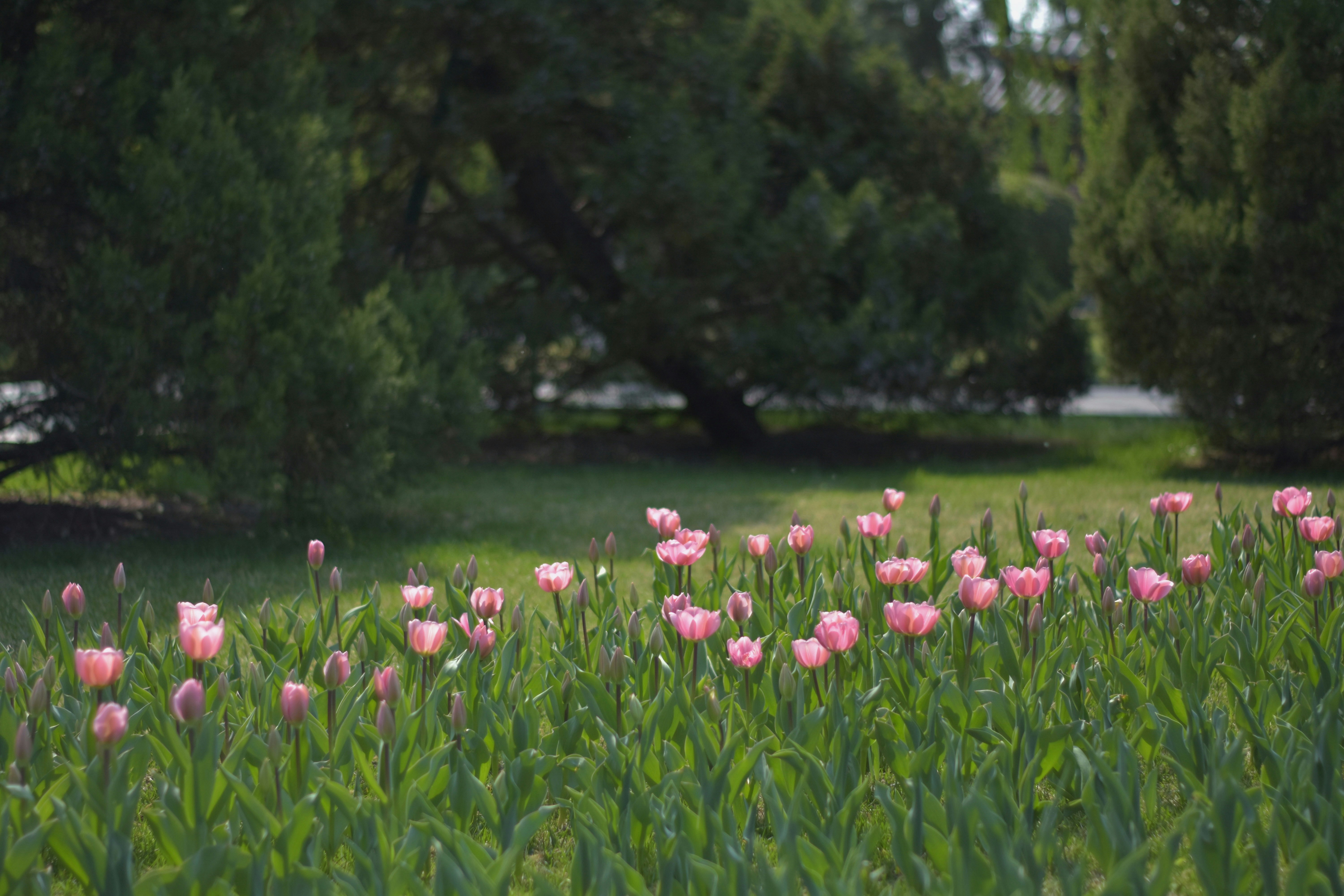 Pink Tulip Meadow Framed by Shady Trees