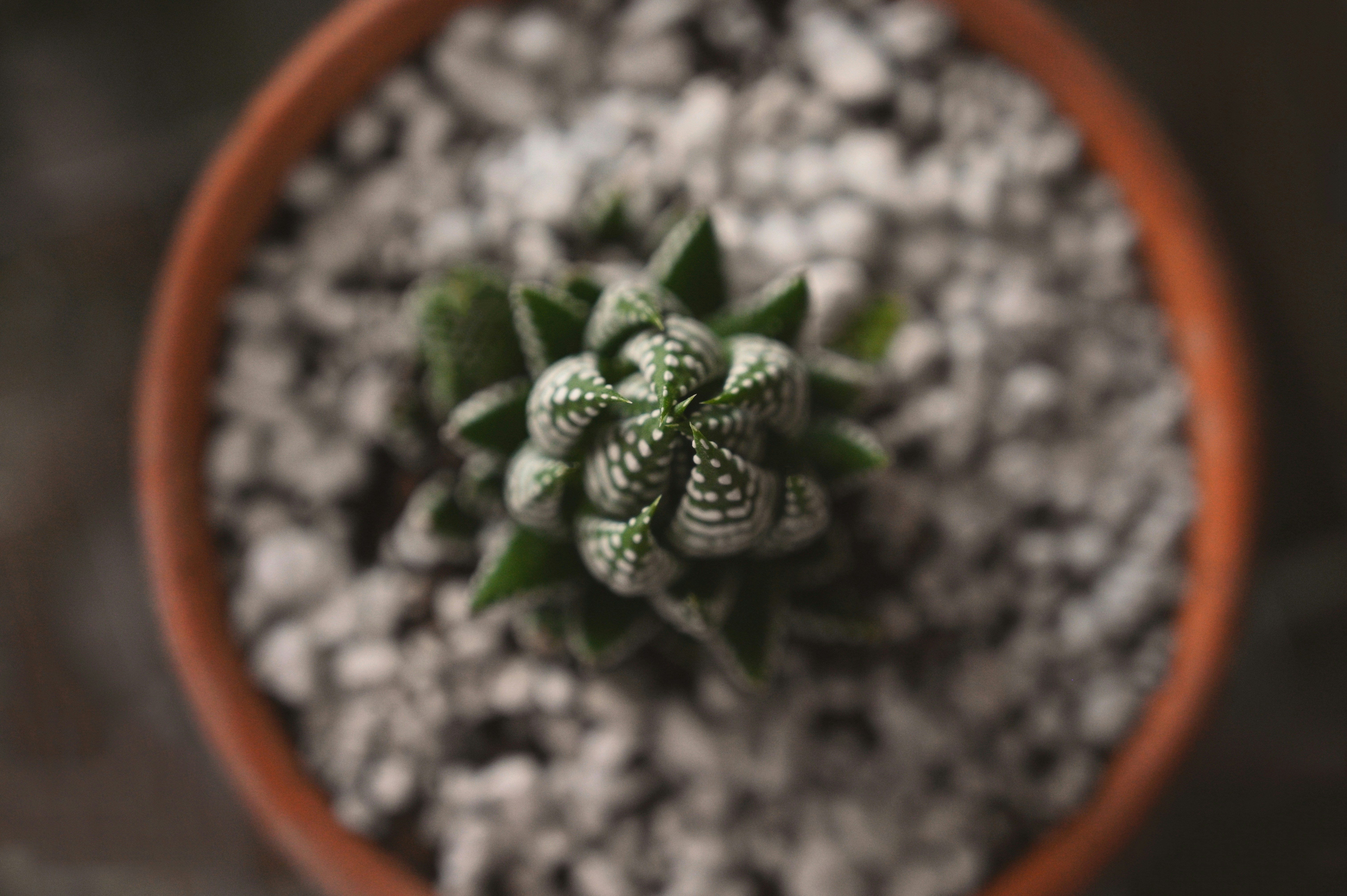 Top view of a small succulent in a terracotta pot surrounded by white gravel.