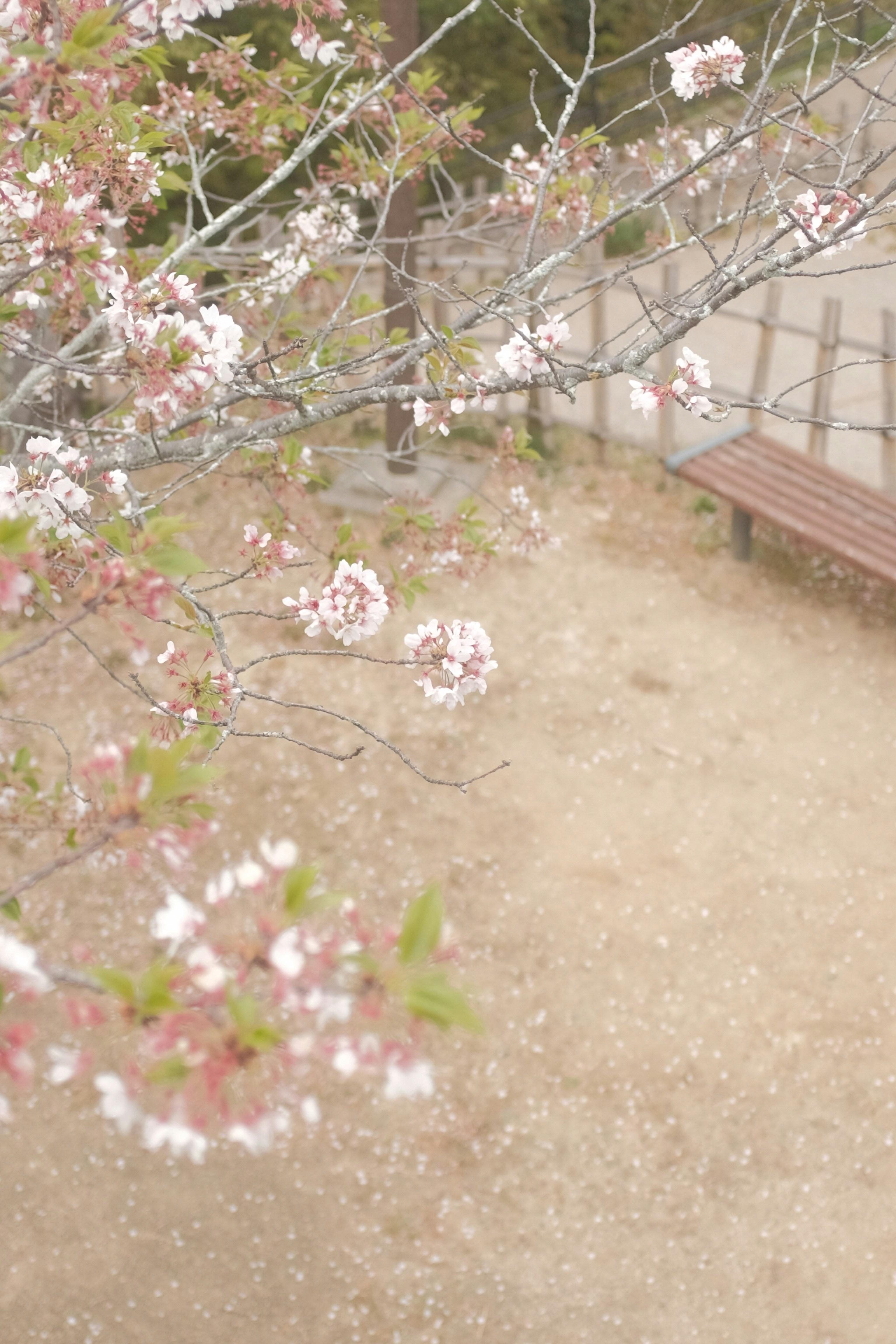 Cherry Blossom Fragments: Soft Bloom in a Quiet Park