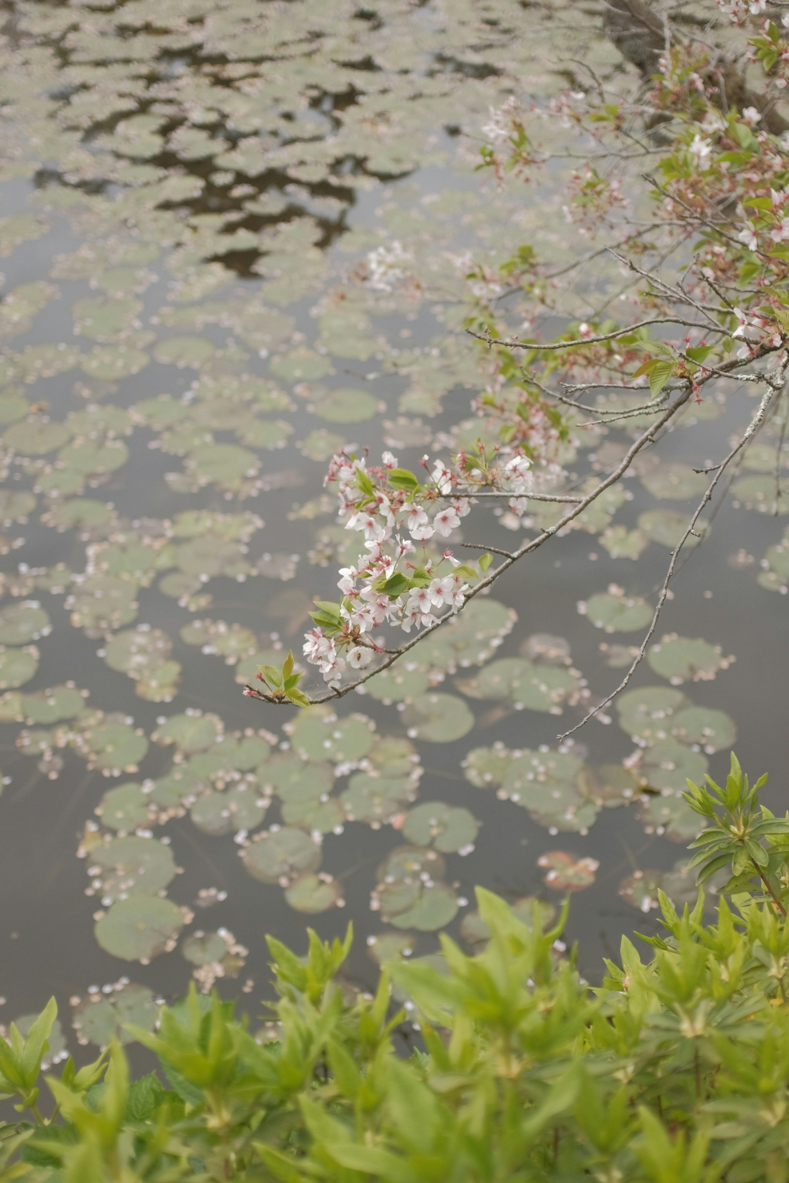 Blossoms Over a Quiet Pond