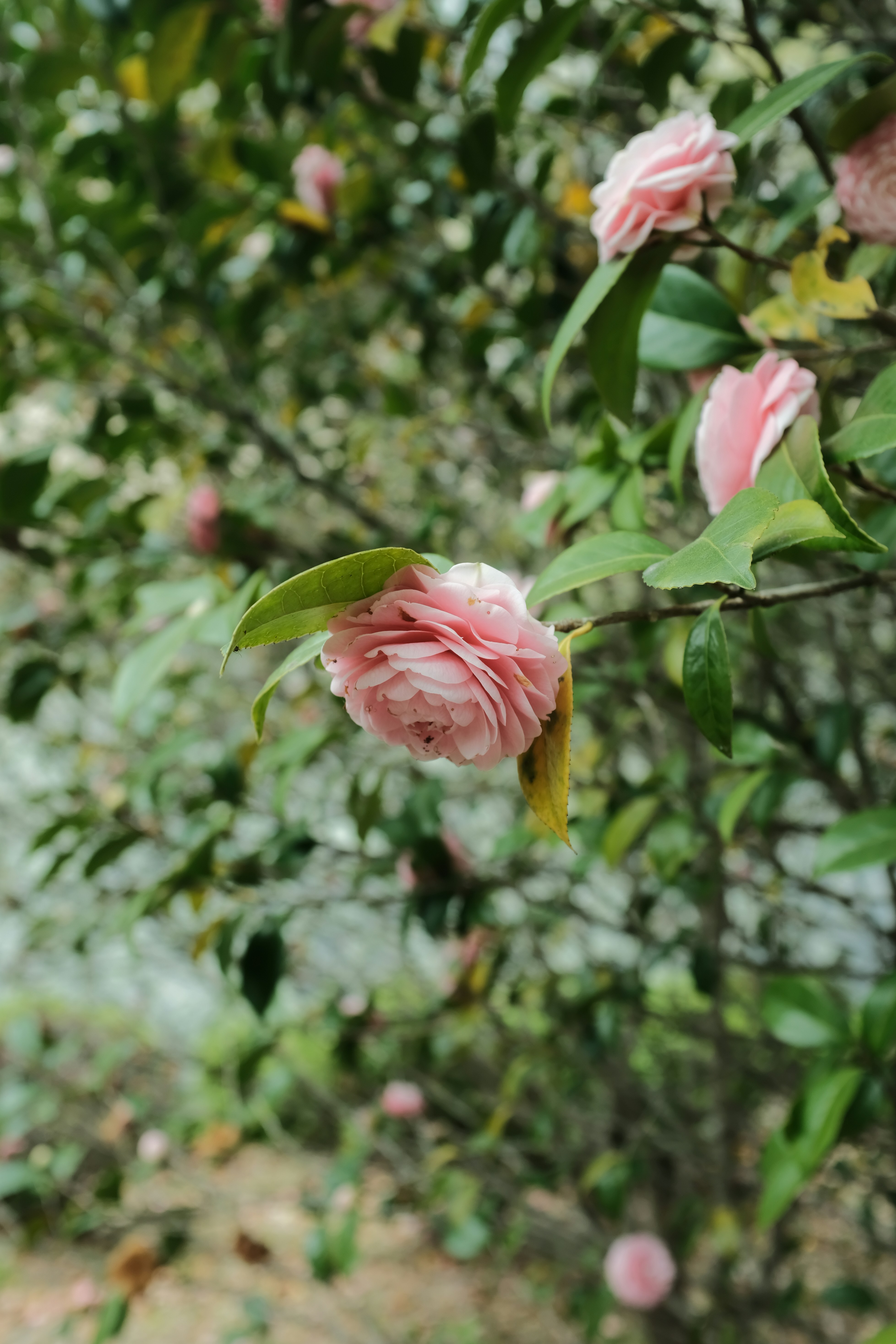 Petal Center: A Blush Camellia in Gentle Focus