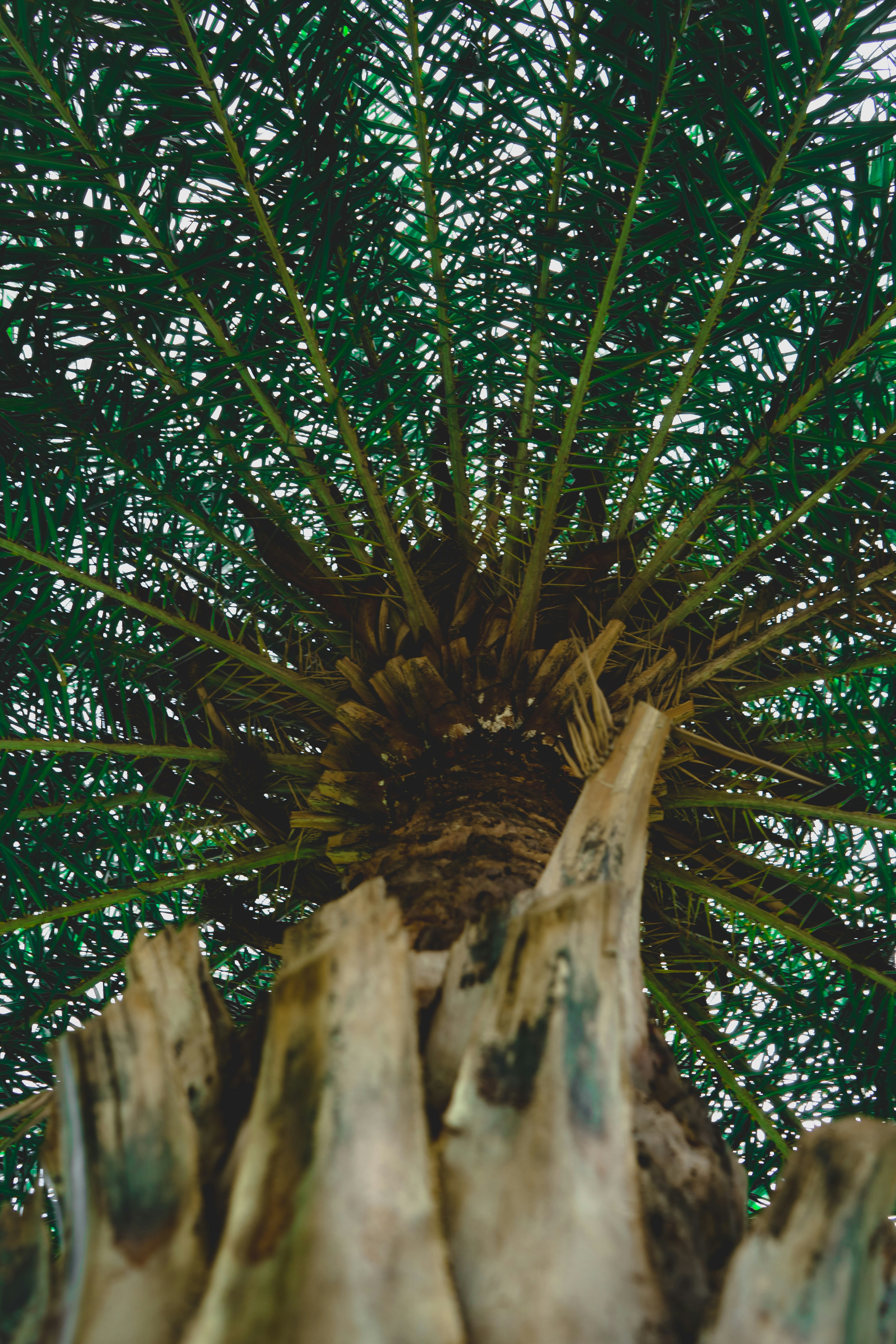 Upward Gaze: A Palm Tree Trunk Becomes a Verdant Skyward Portrait