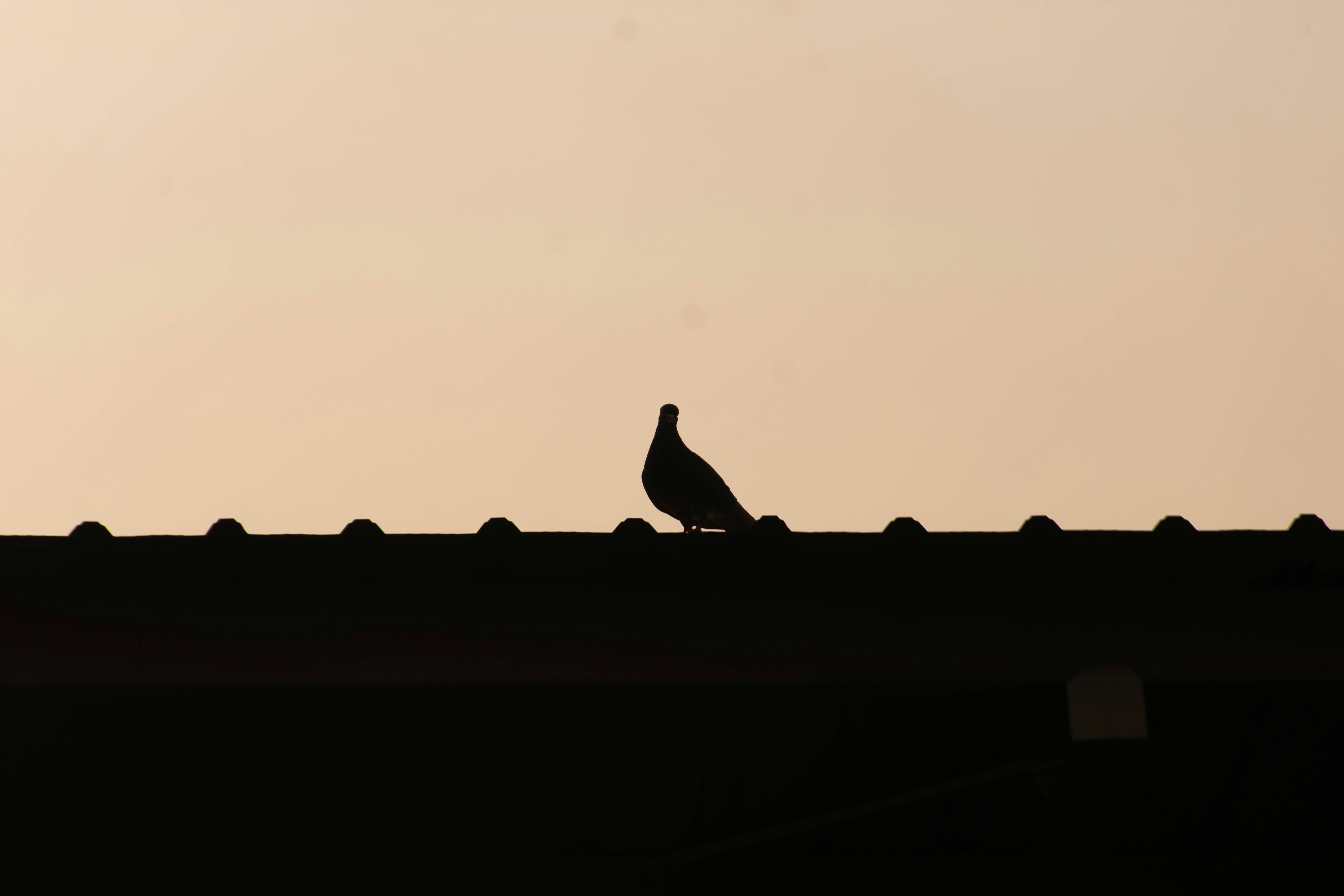 A solitary bird perched on a rooftop against a soft, muted sunset sky.