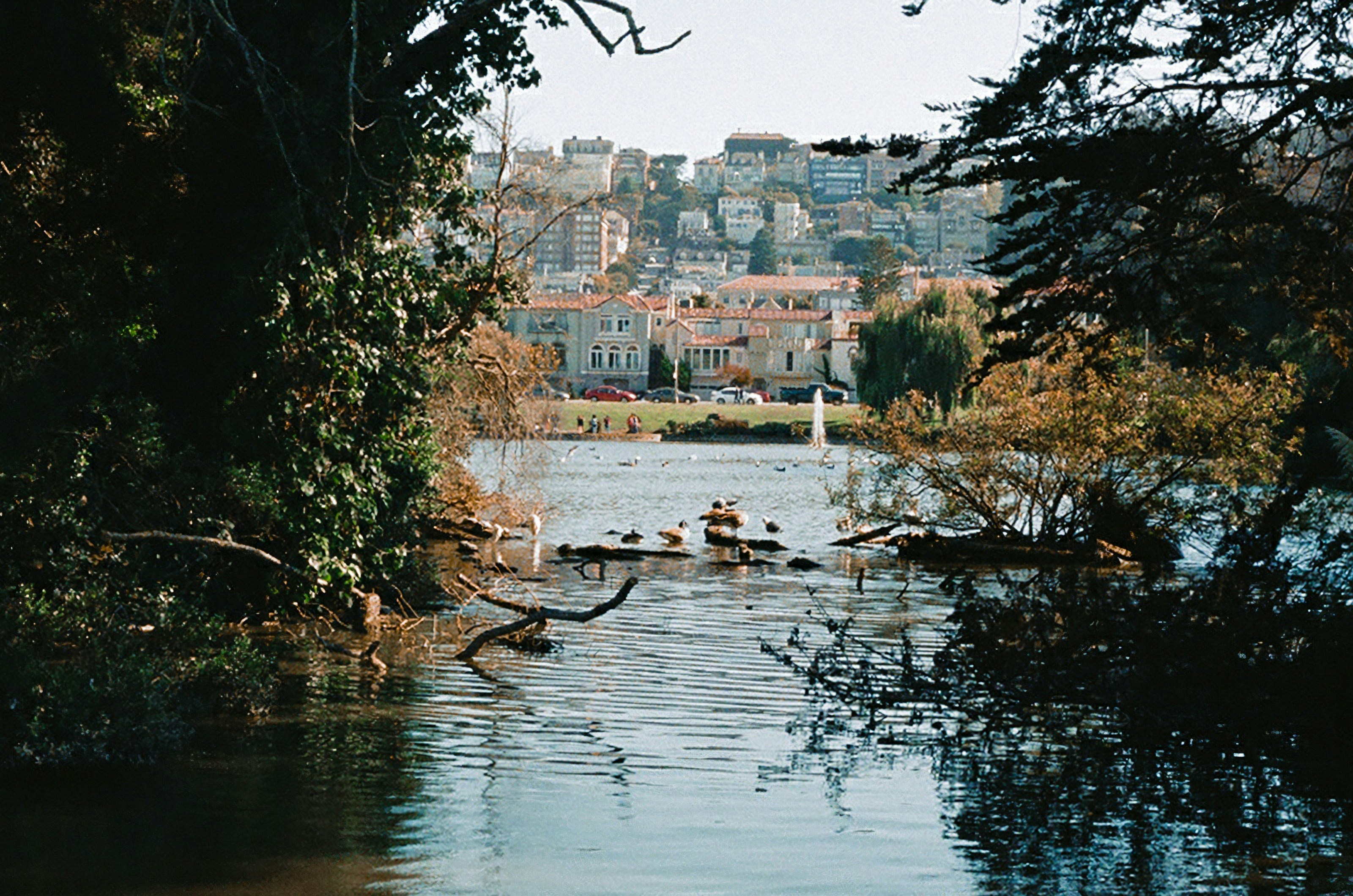 Lush greenery frames a tranquil lake, with elegant homes nestled in the background, creating a harmonious blend of nature and architecture.