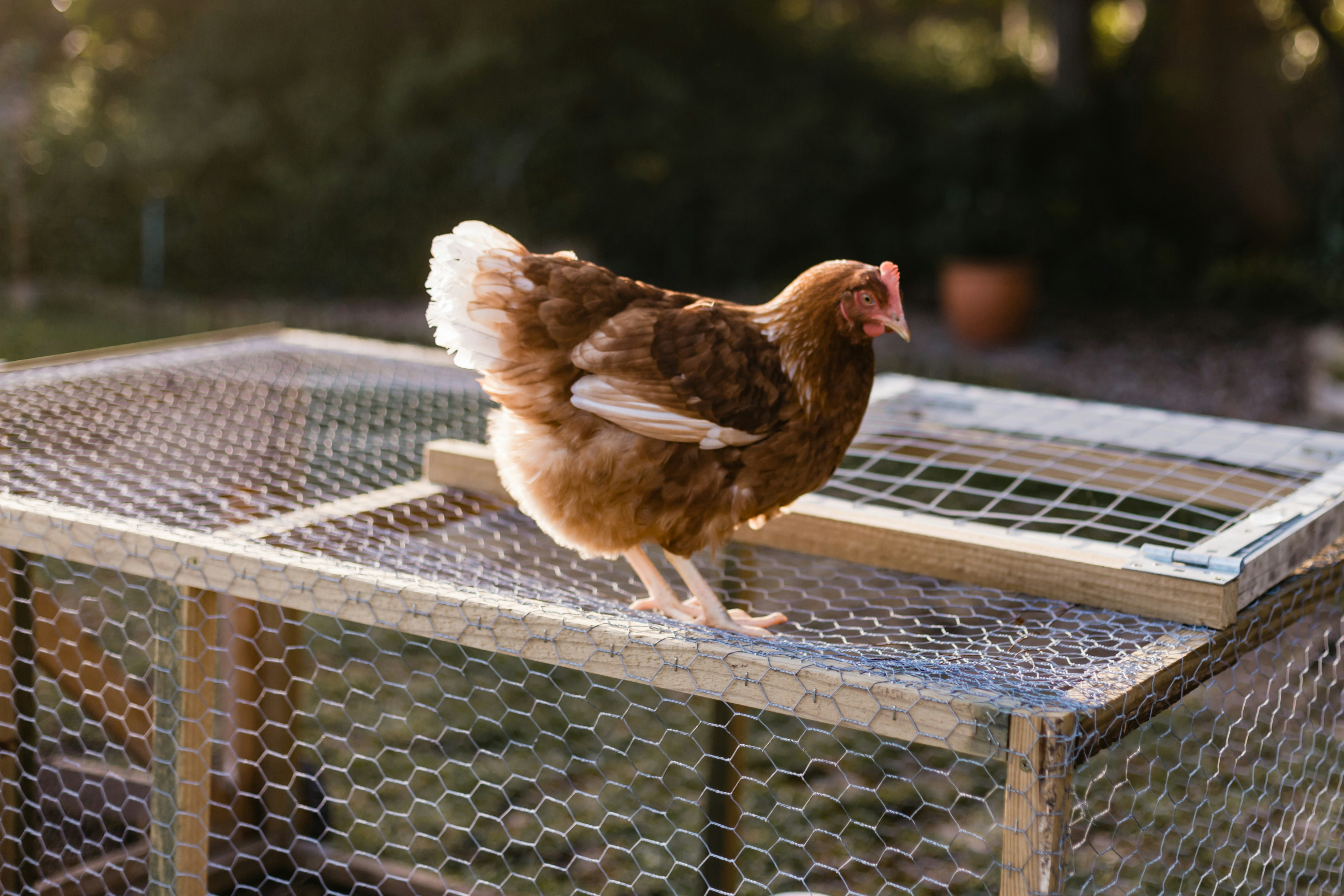 Sunlit Rooftop Hen on a Wire Mesh perch