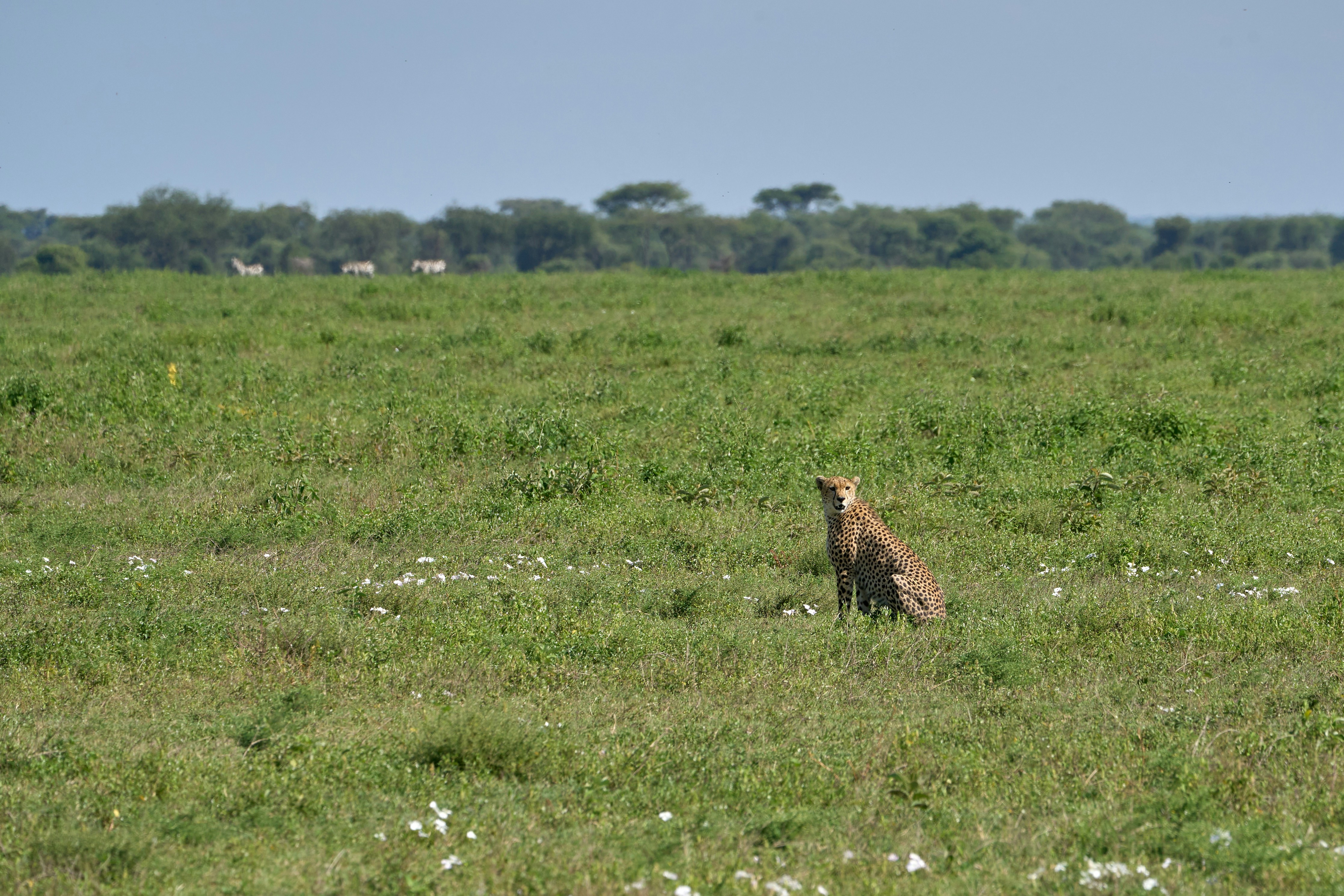 Cheetahs in Ndutu area of Ngorongoro, Tanzania