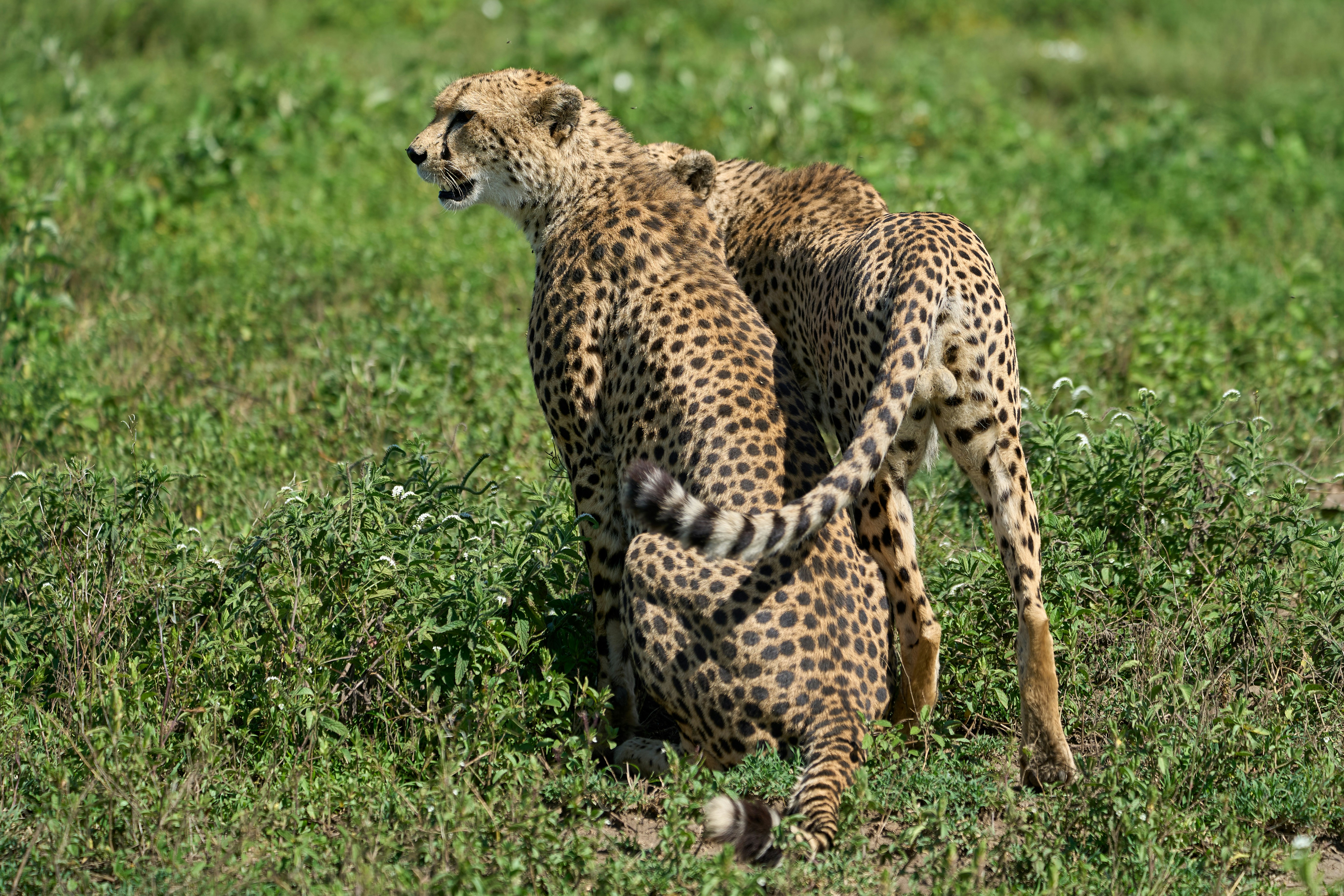 Cheetahs in Ndutu area of Ngorongoro, Tanzania