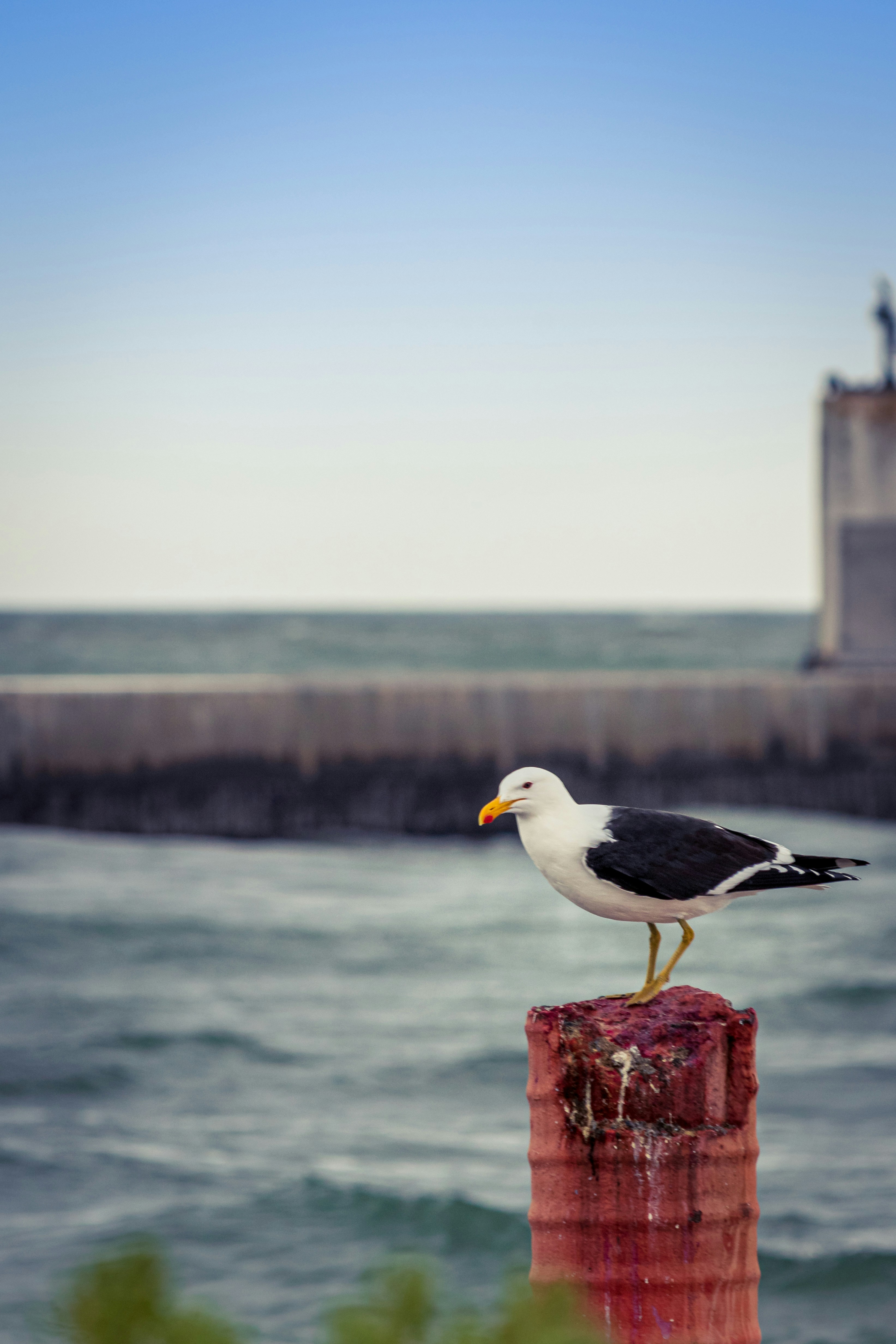 Seagull taking perching on a red post on the mouth of a river.