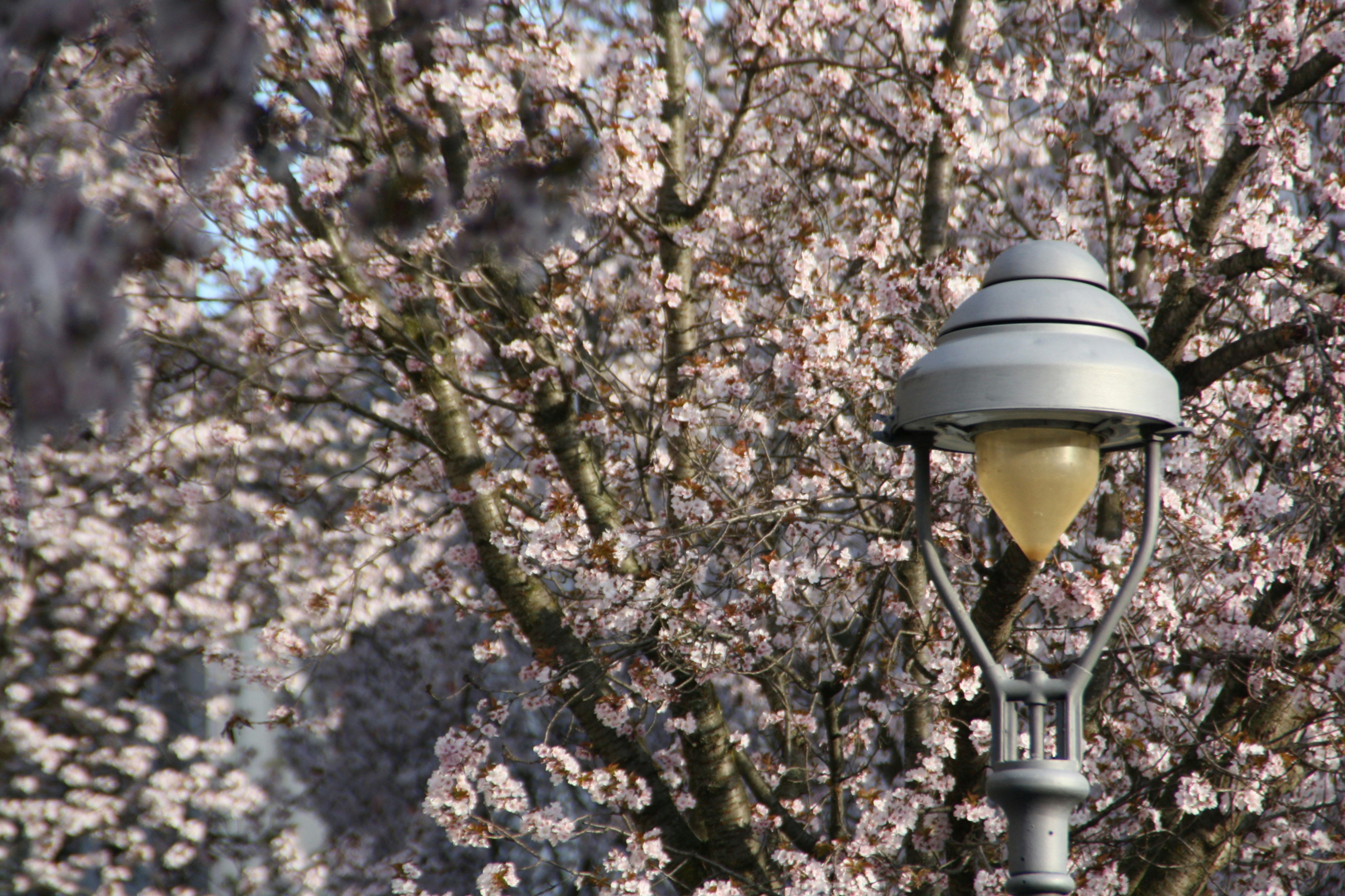 A street lamp stands gracefully amidst blooming cherry trees, highlighting the delicate pink flowers in springtime. The scene evokes a sense of tranquility.