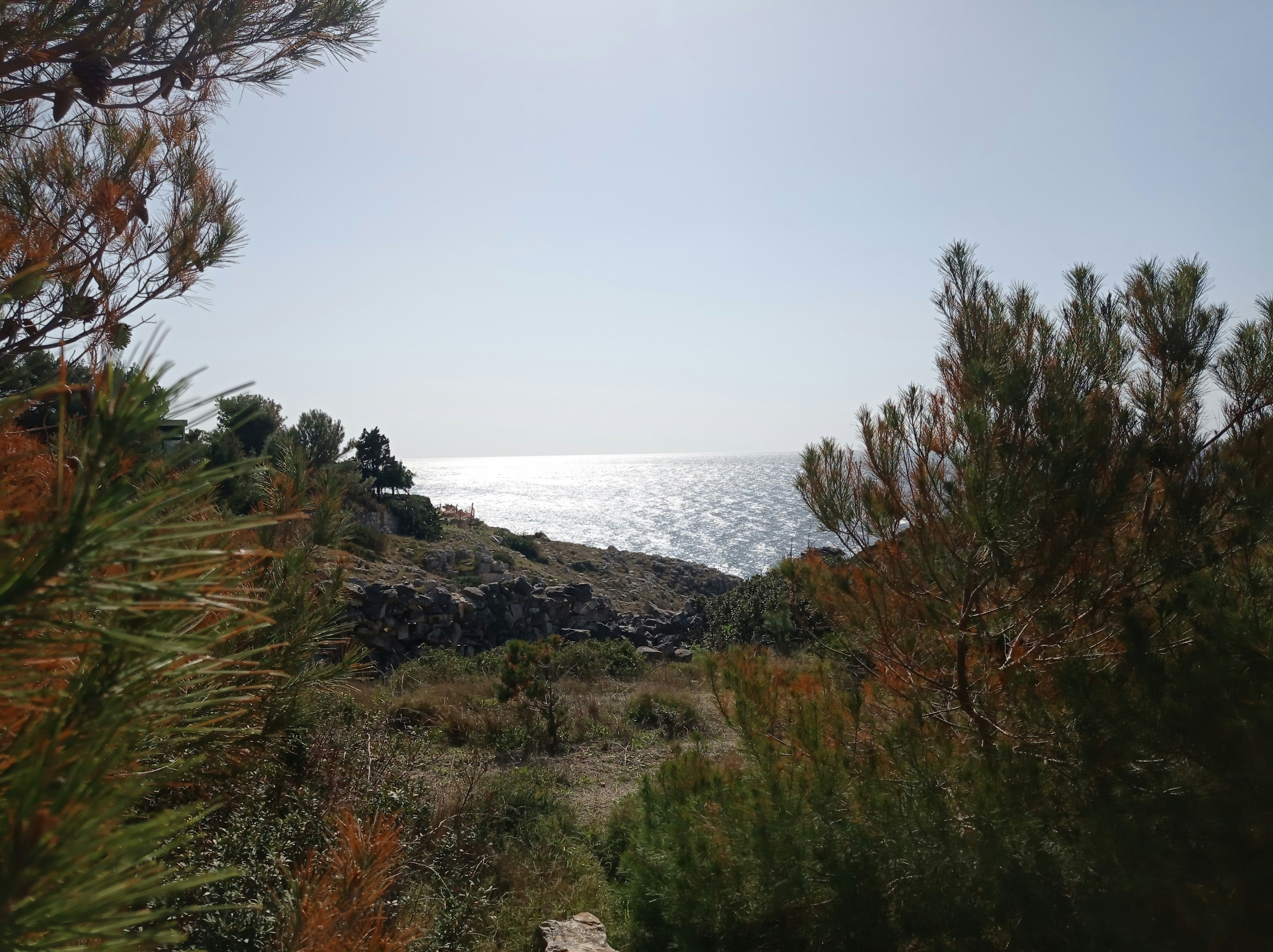 Coastal landscape photograph showing a rocky shoreline framed by windswept pines, with sunlight reflecting off the calm sea.
