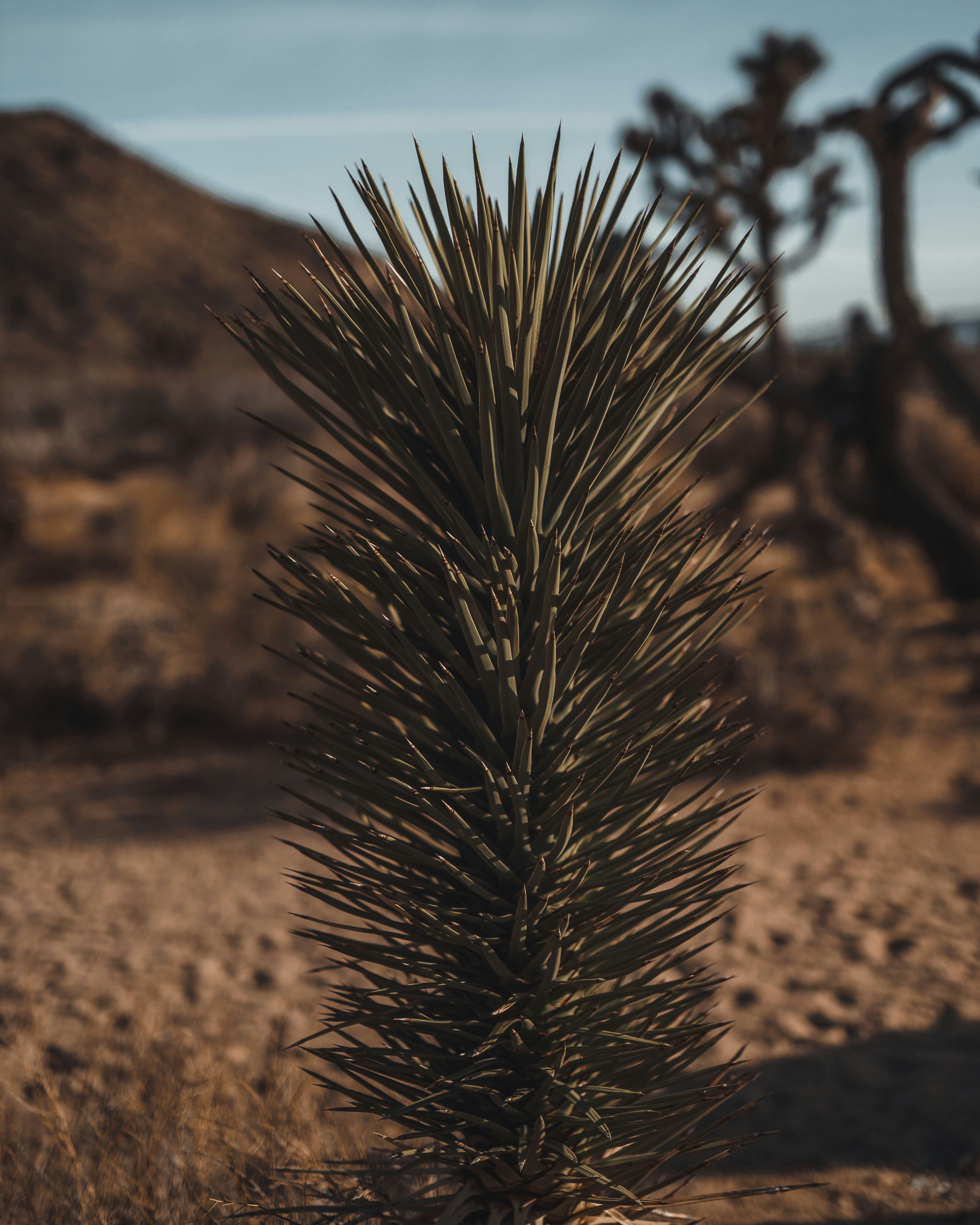 Desert Yucca Sentinel: Desert Plant Reaching Toward the Sky