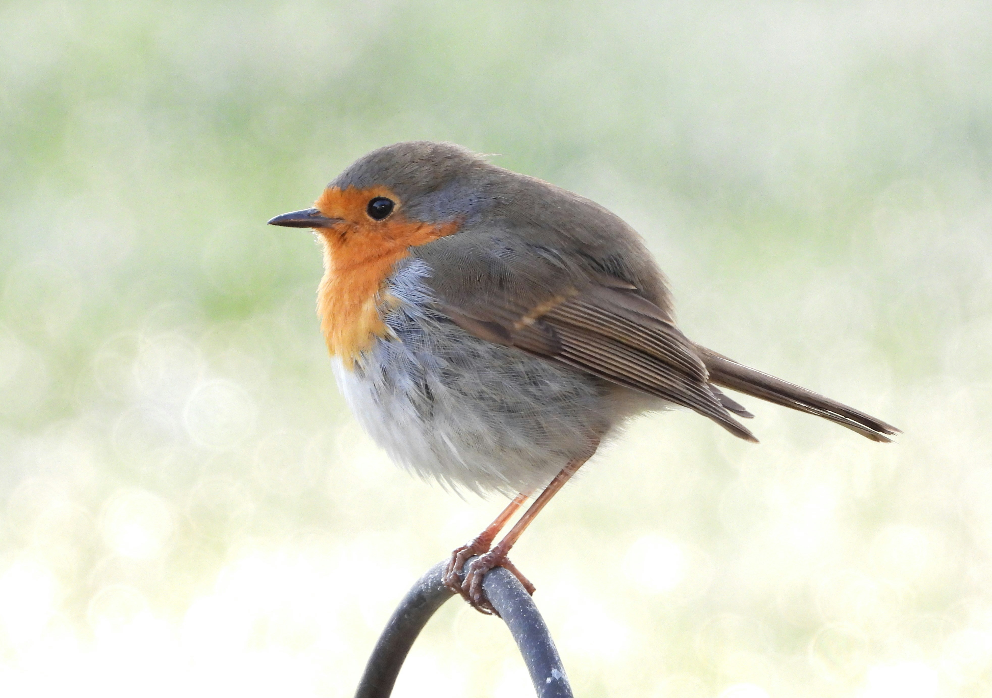 A European robin perched gracefully on a metal stand, showcasing its vibrant orange chest against a softly blurred background.