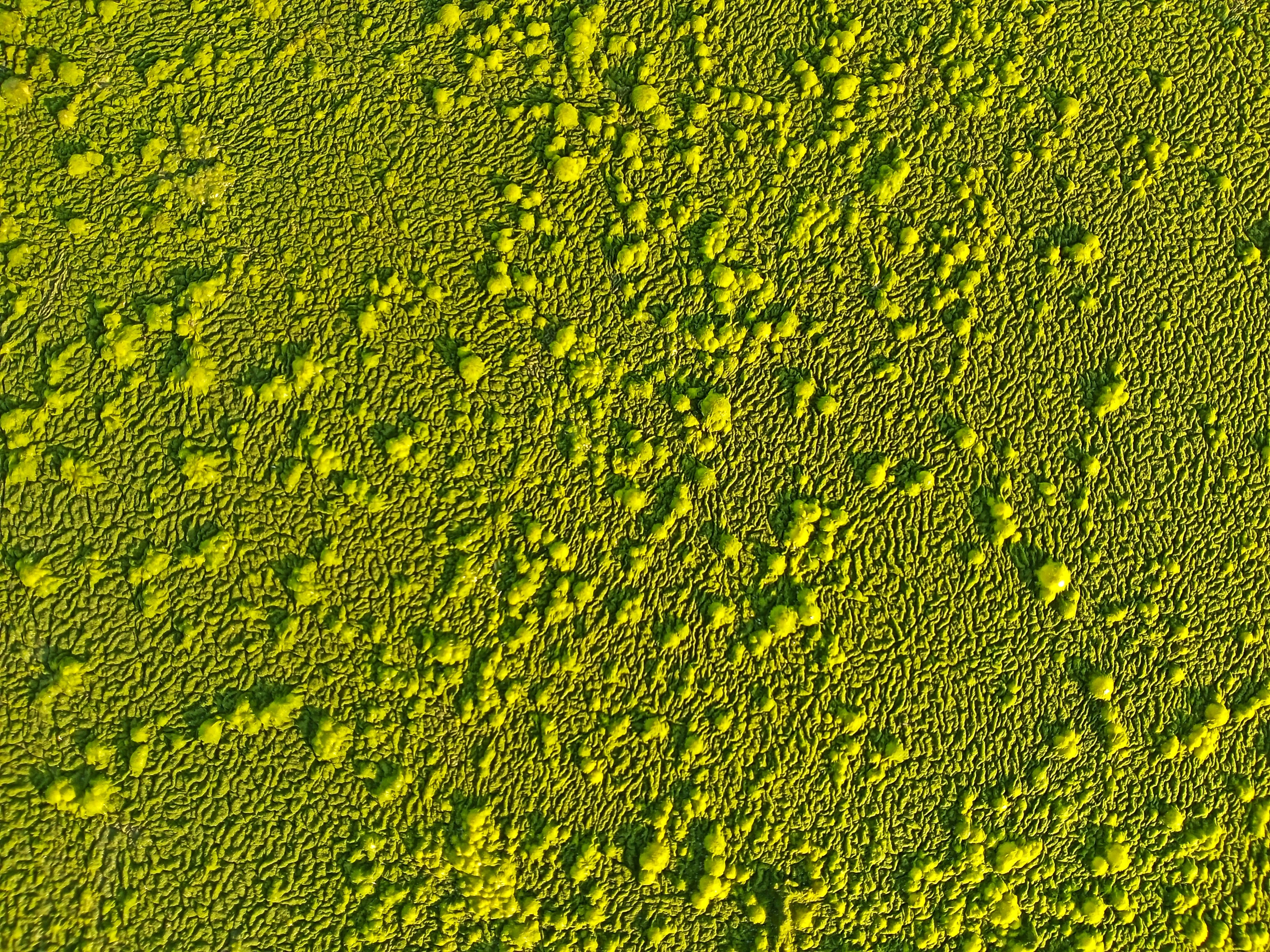 Sample photo from Realme C3